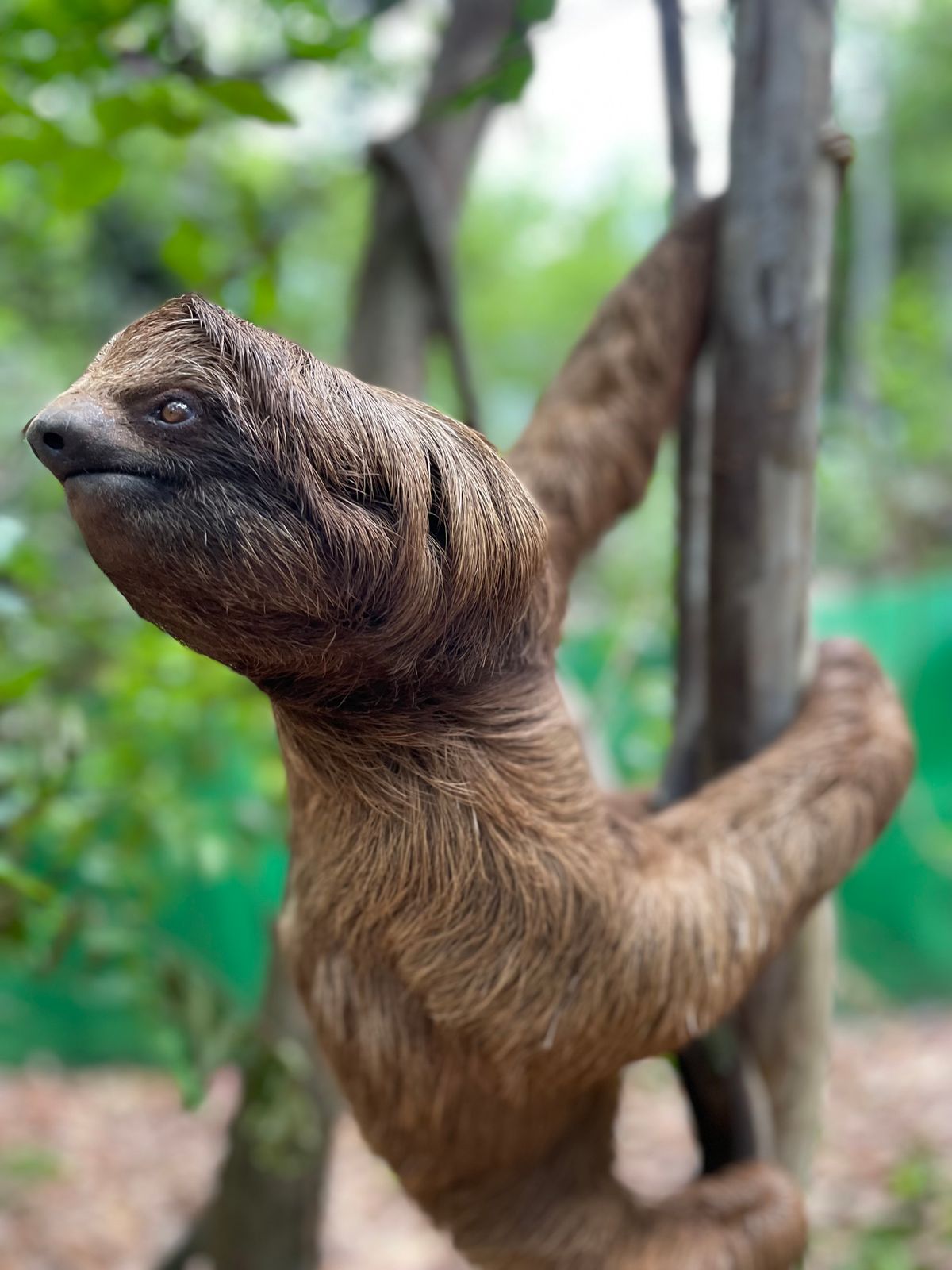 Pygmy Three Toed Sloth Photos, Download The BEST Free Pygmy Three Toed ...