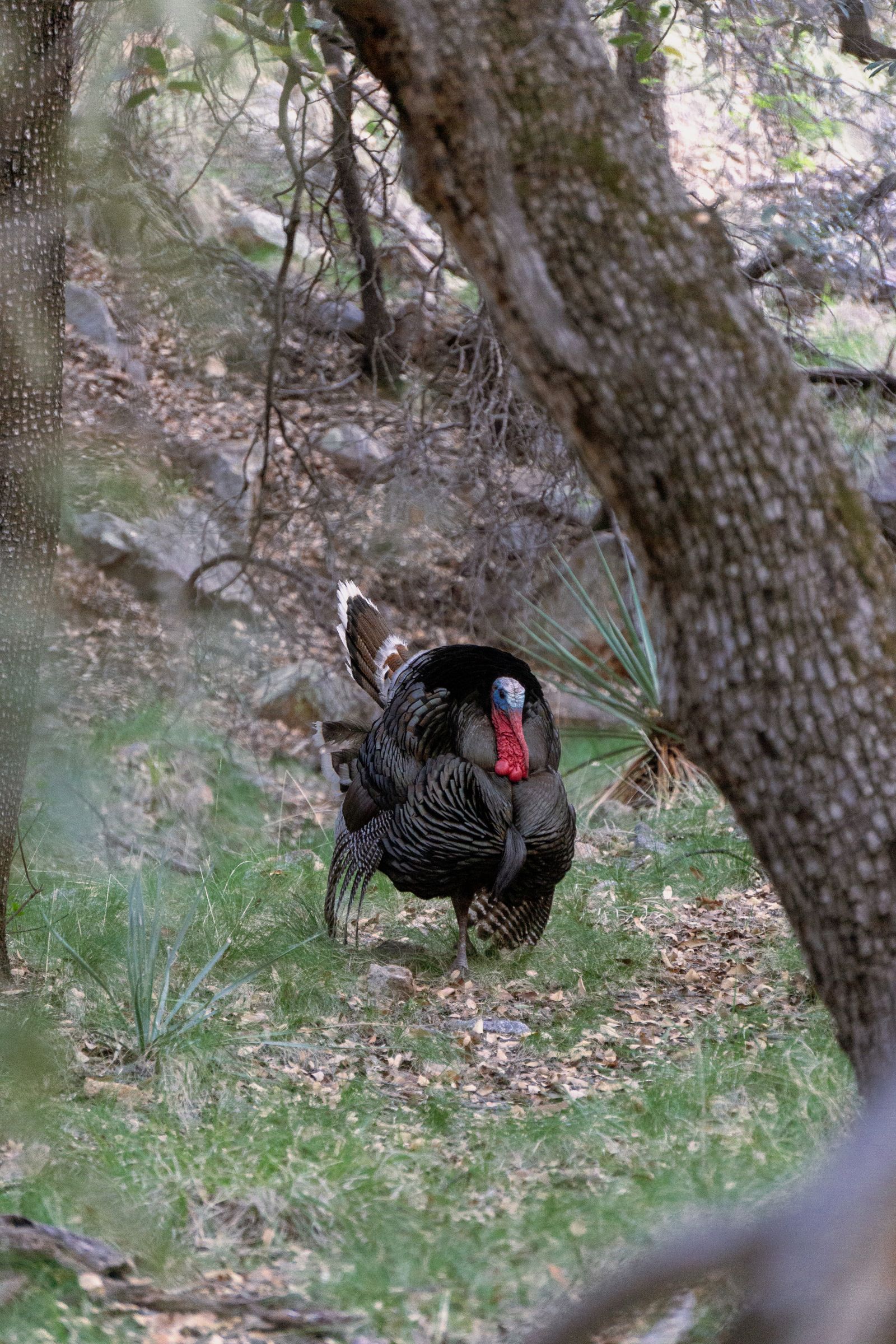 Wild Turkey Photos, Download The BEST Free Wild Turkey Stock Photos ...