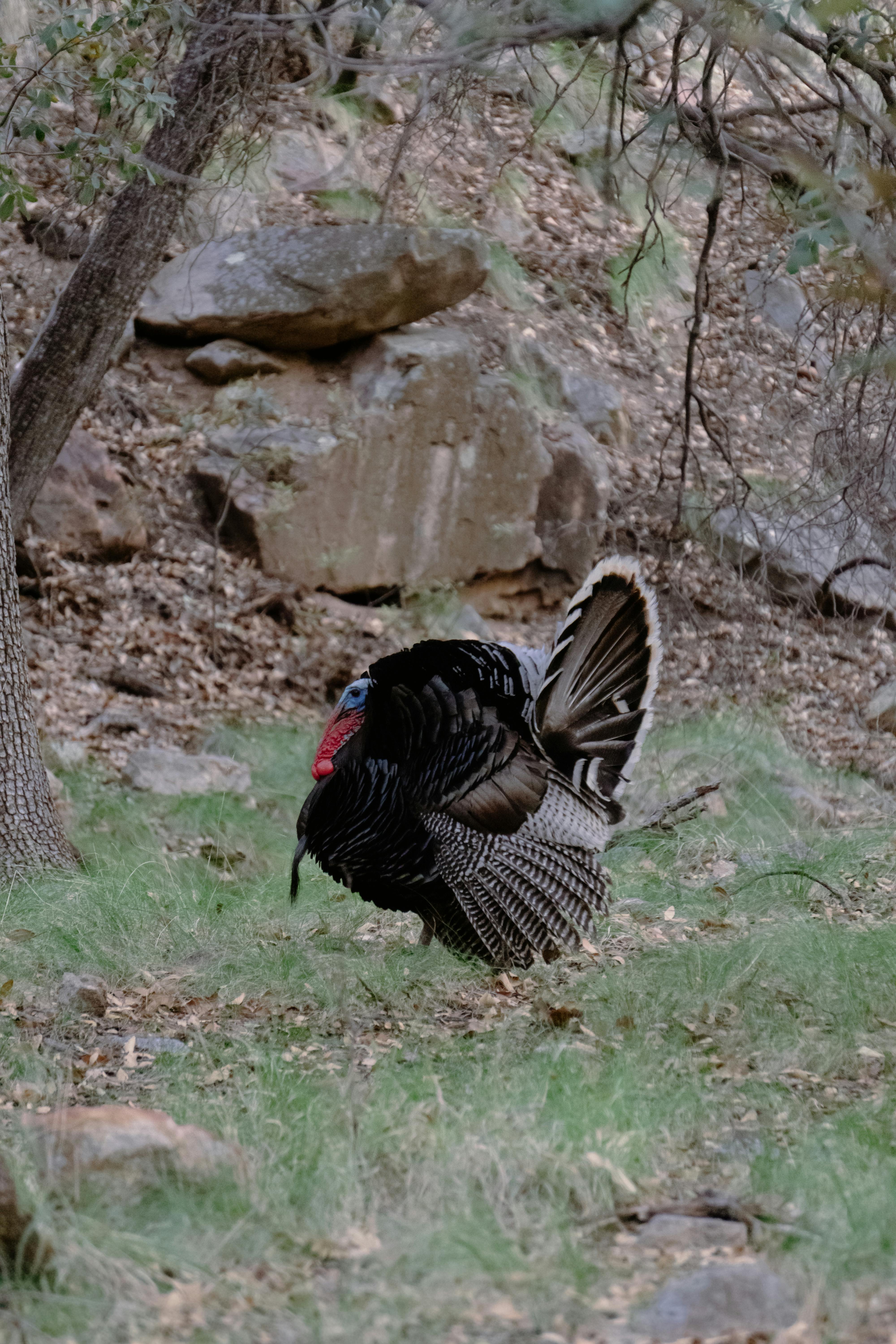 Wild Turkey in Forest Mating Display · Free Stock Photo