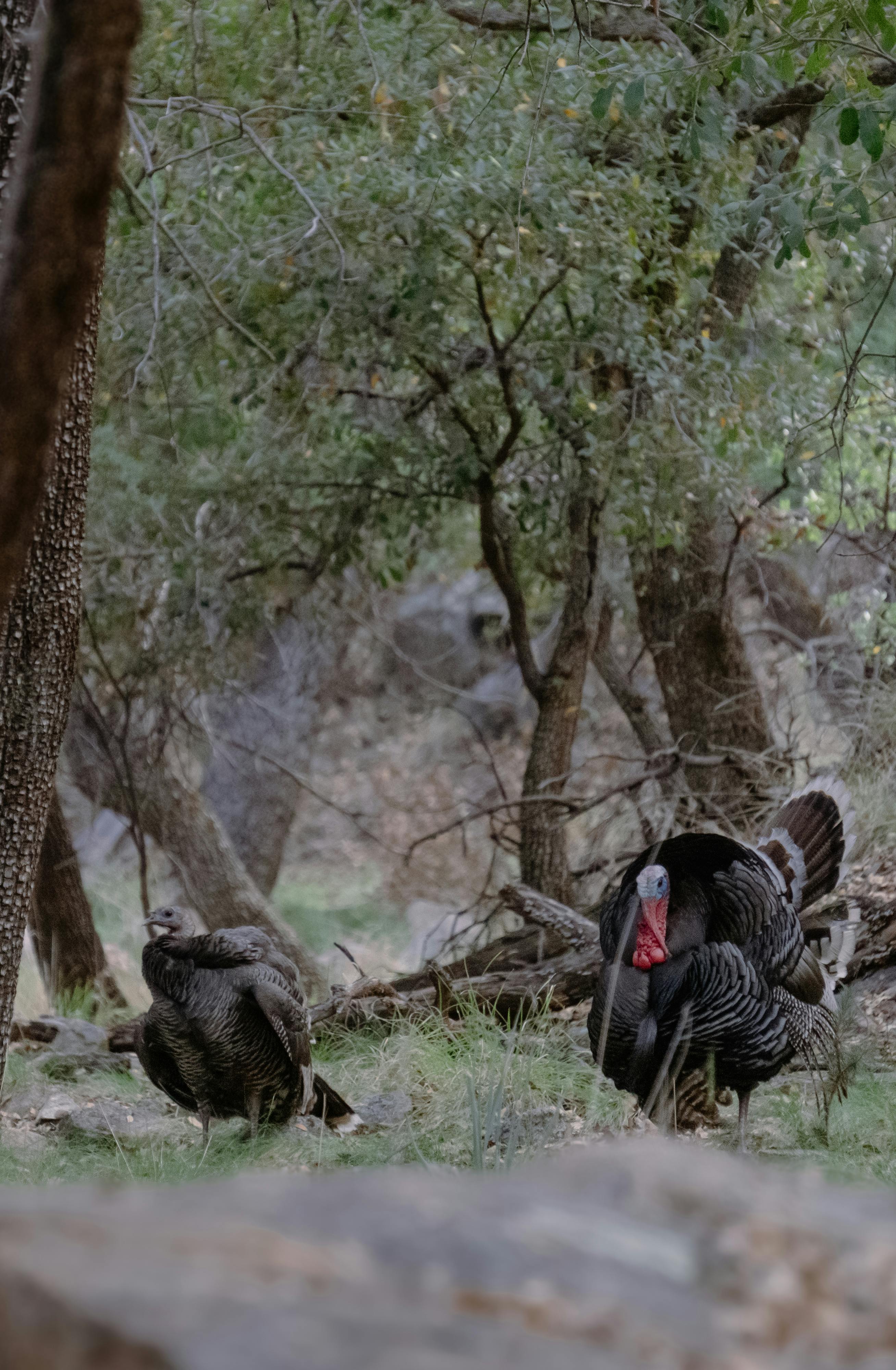 Wild Turkeys in Natural Forest Habitat · Free Stock Photo