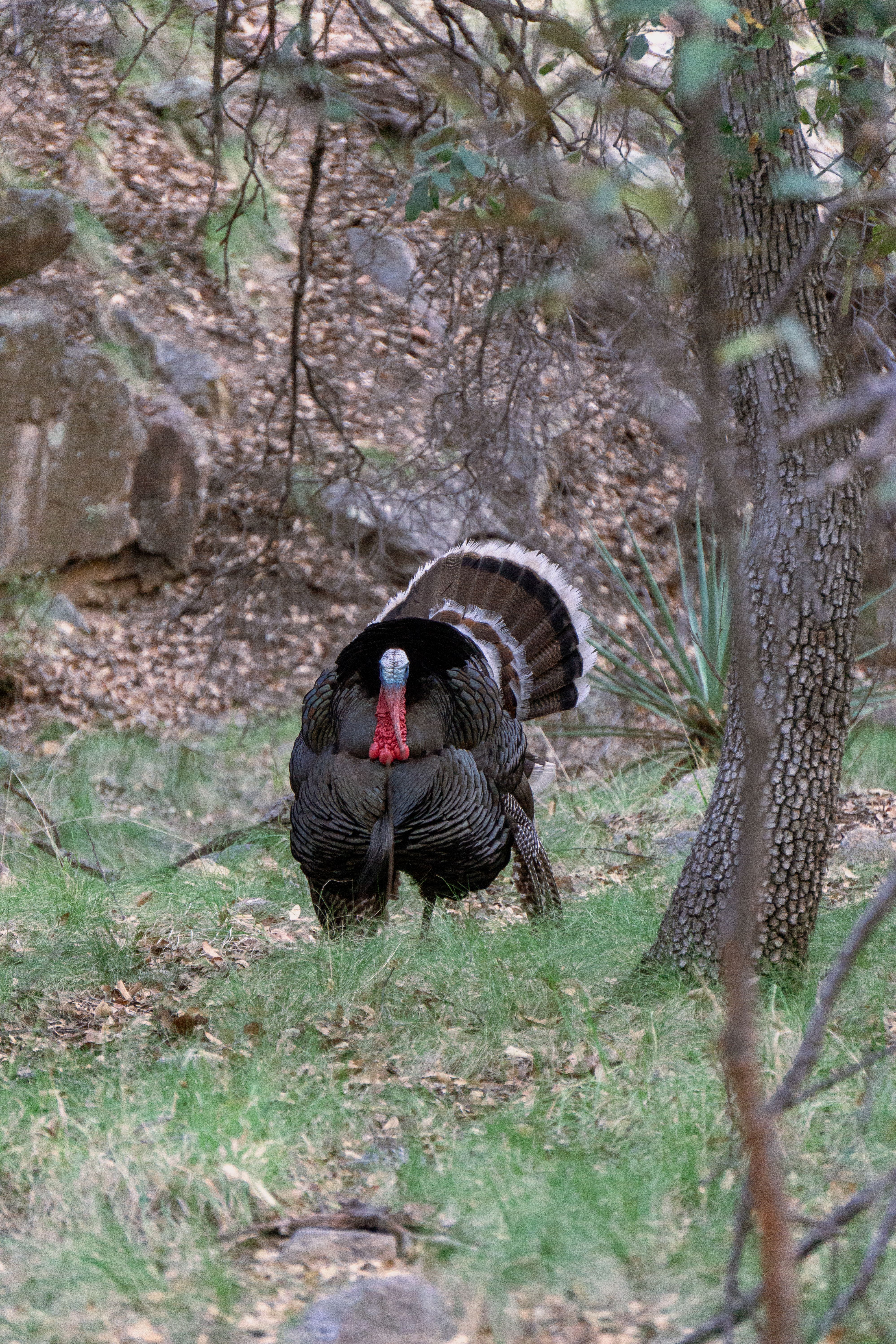 Strutting Feathers Photos, Download The BEST Free Strutting Feathers ...