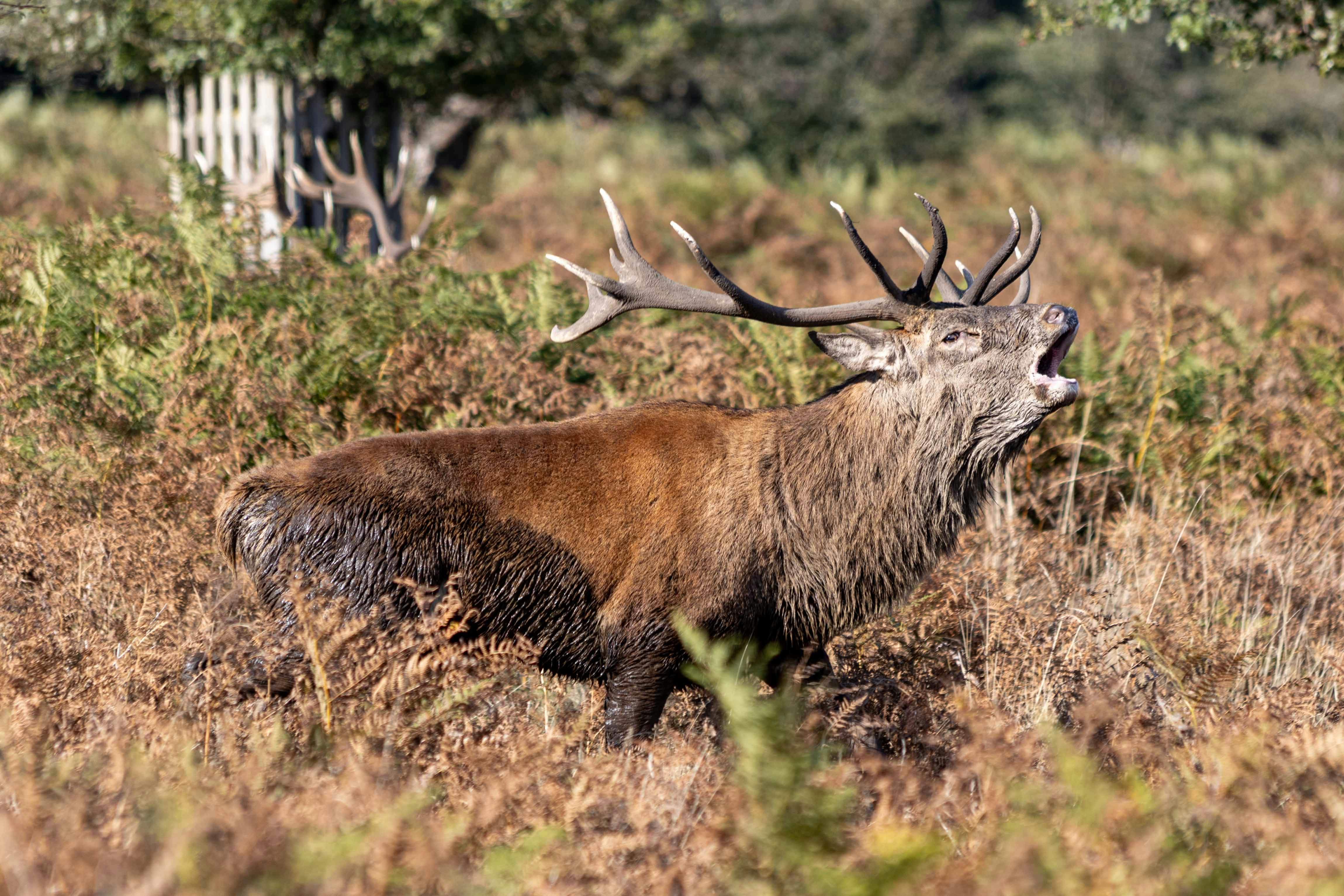 Majestic Red Deer Stag Roaring in Nature · Free Stock Photo
