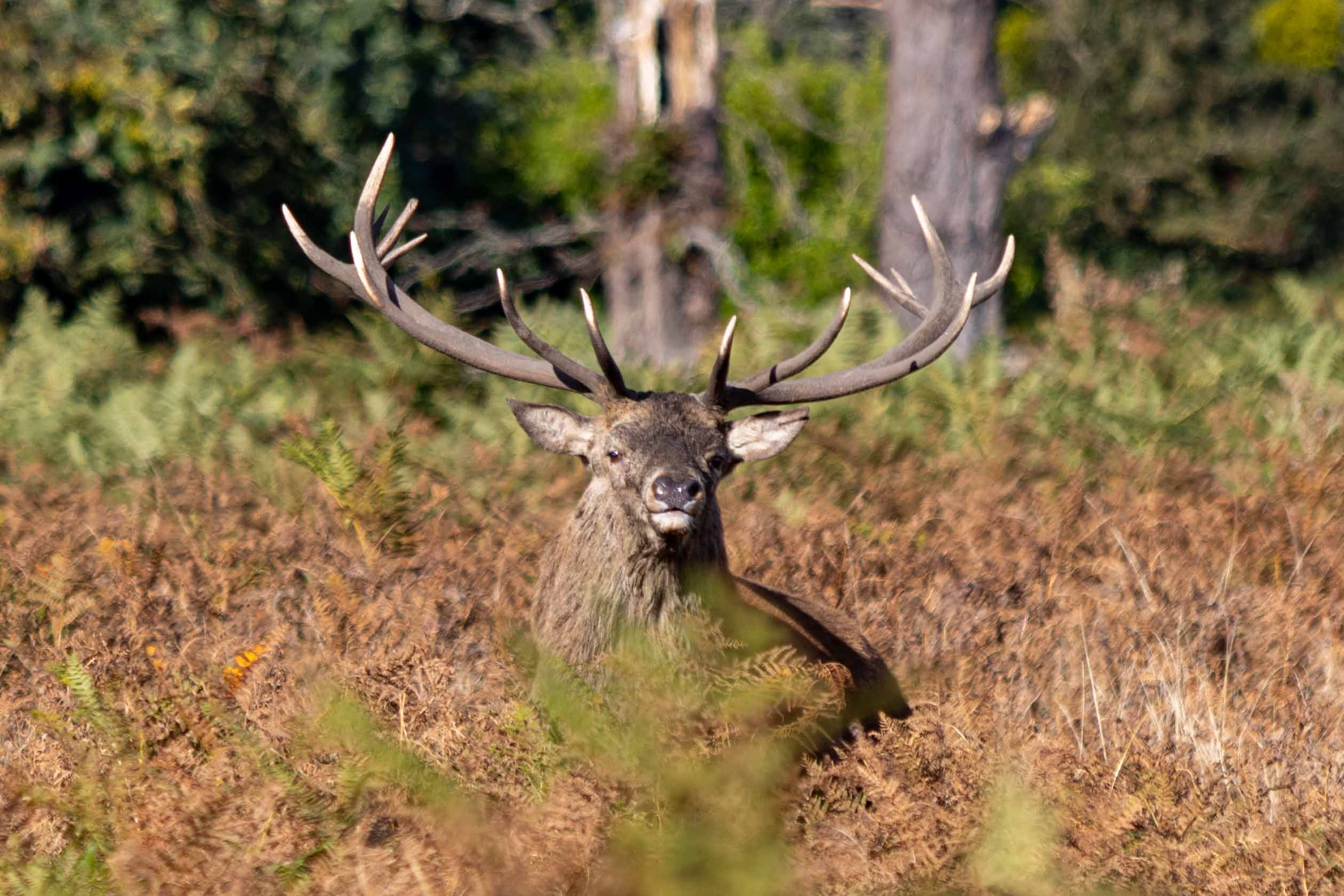 Majestic Stag in Natural Habitat · Free Stock Photo