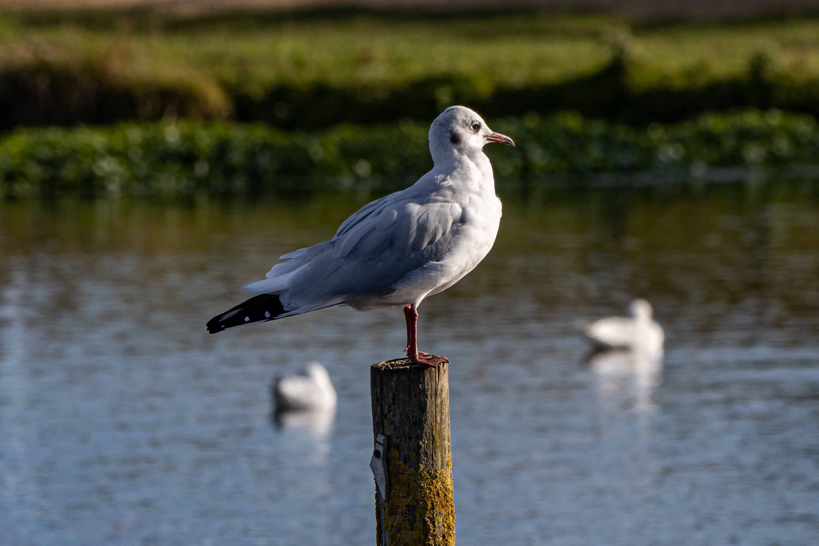Seagull Perched by the Water's Edge · Free Stock Photo