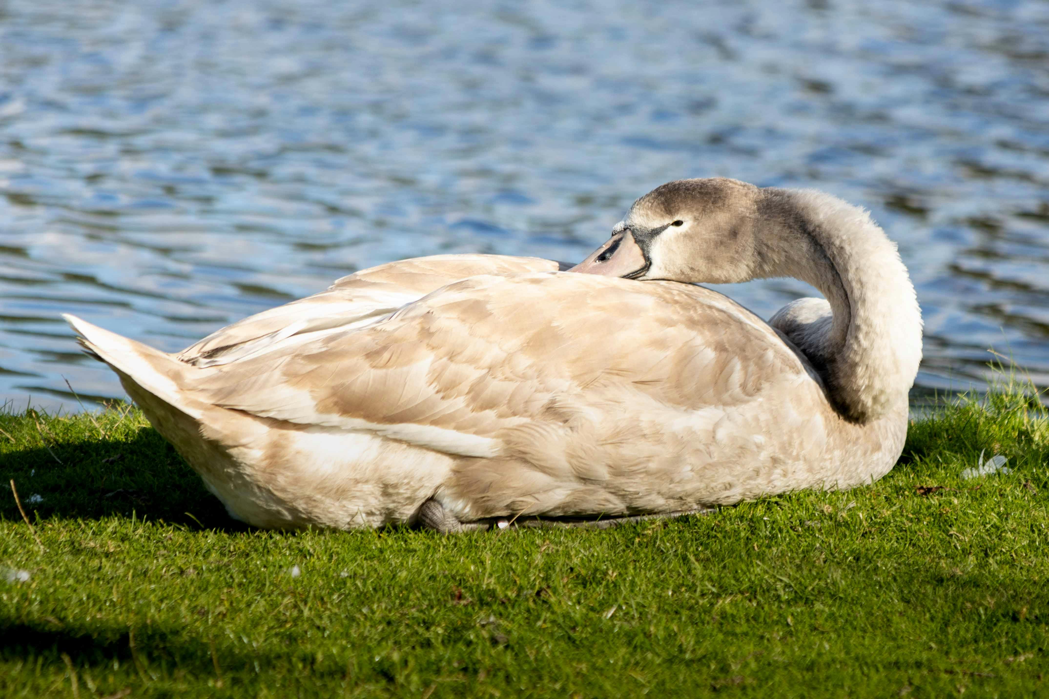 Young Swan Resting by a Tranquil Lake · Free Stock Photo