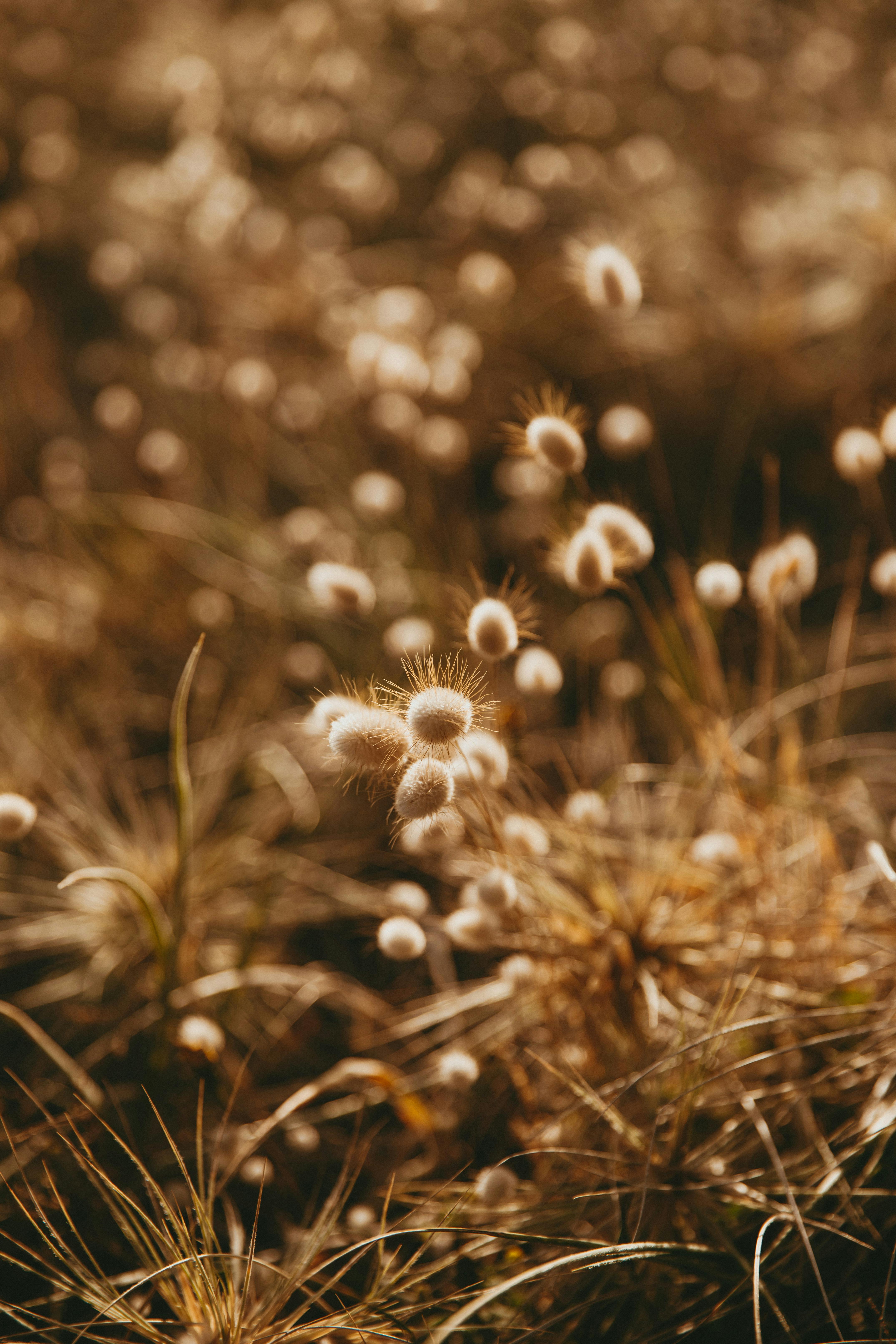 Golden Fuzzy Grass at Sunset · Free Stock Photo