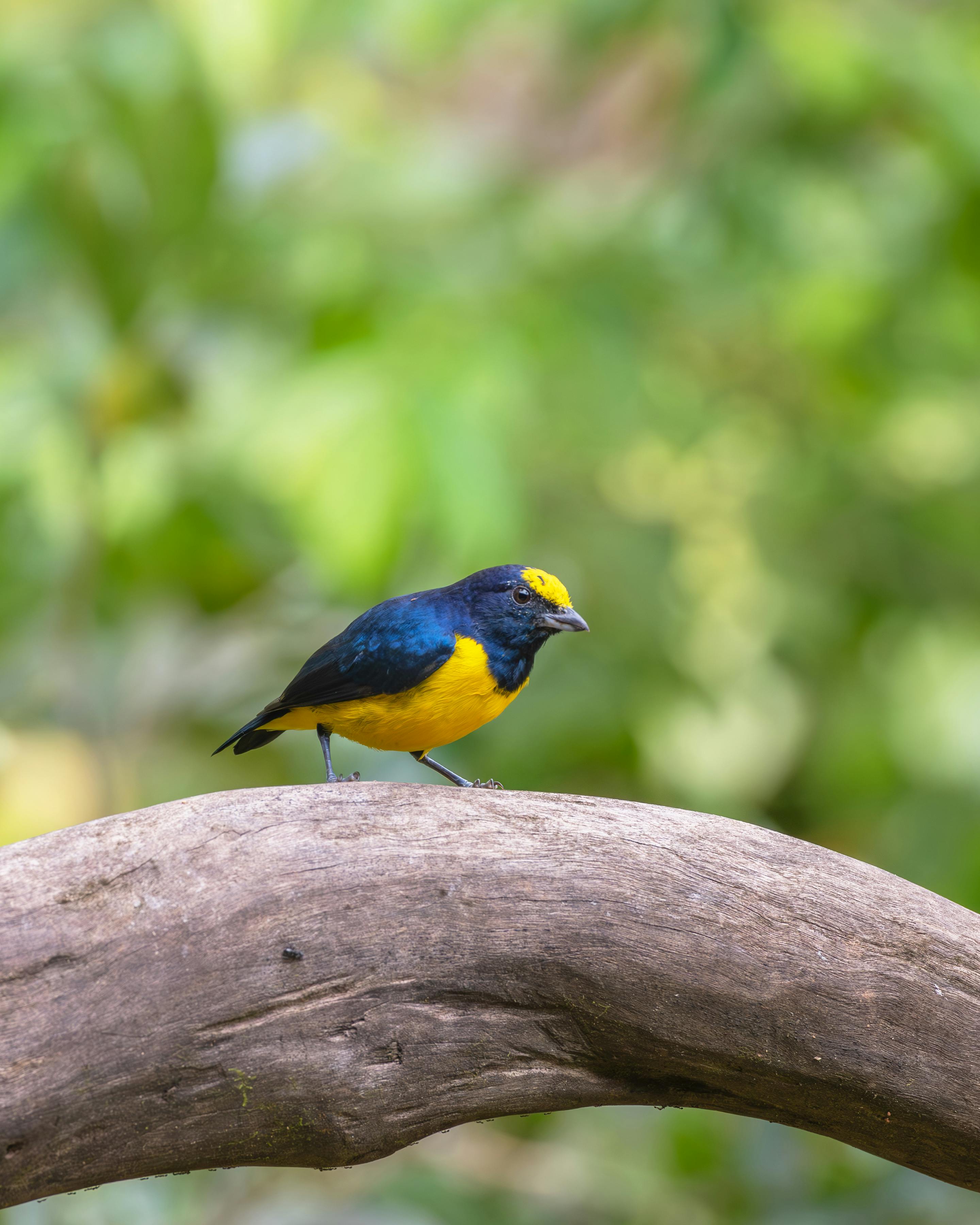 Vibrant Blue and Yellow Macaw Resting on Branch · Free Stock Photo