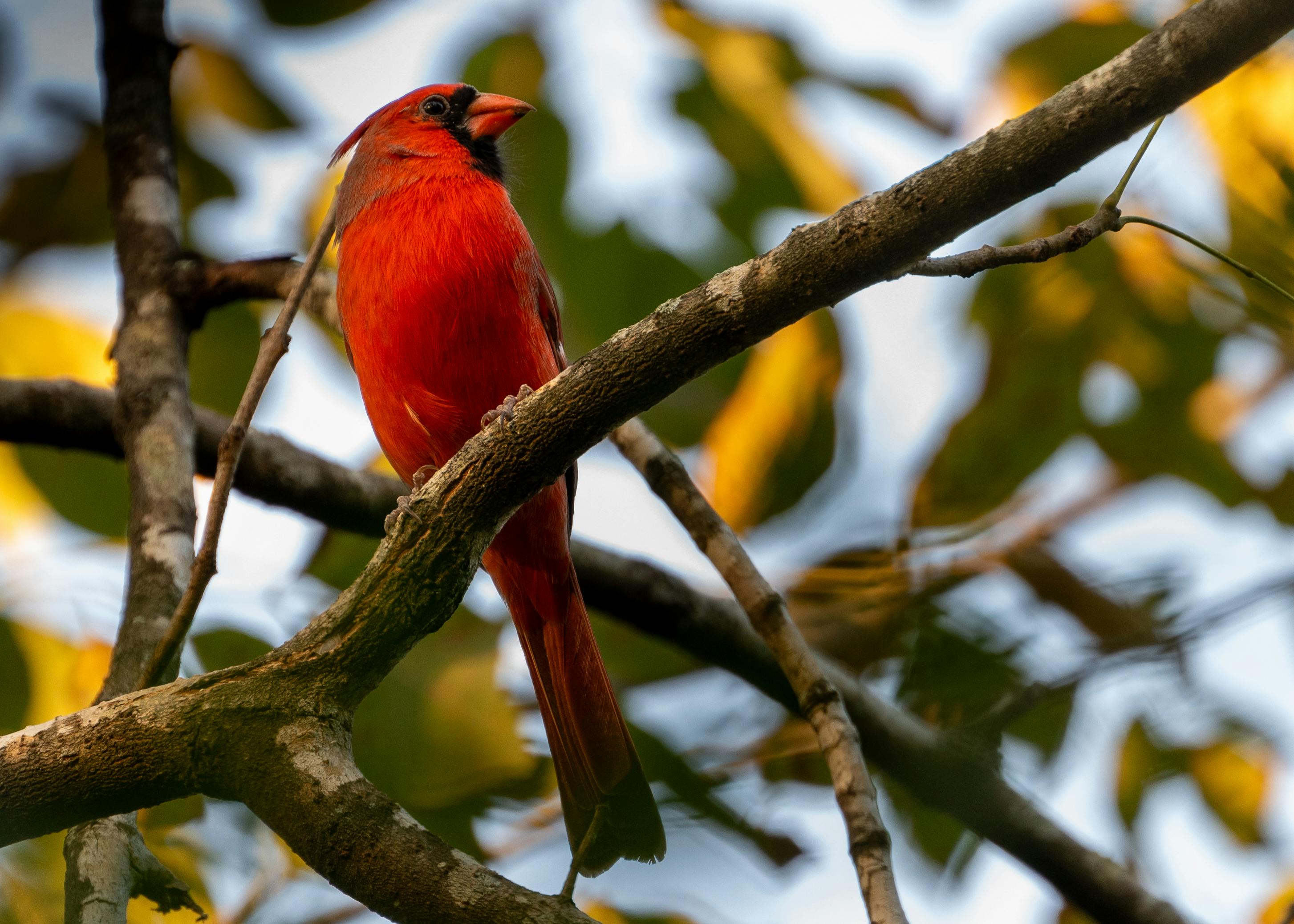 Vibrant Red Cardinal Perched on Tree Branch in Nature · Free Stock Photo