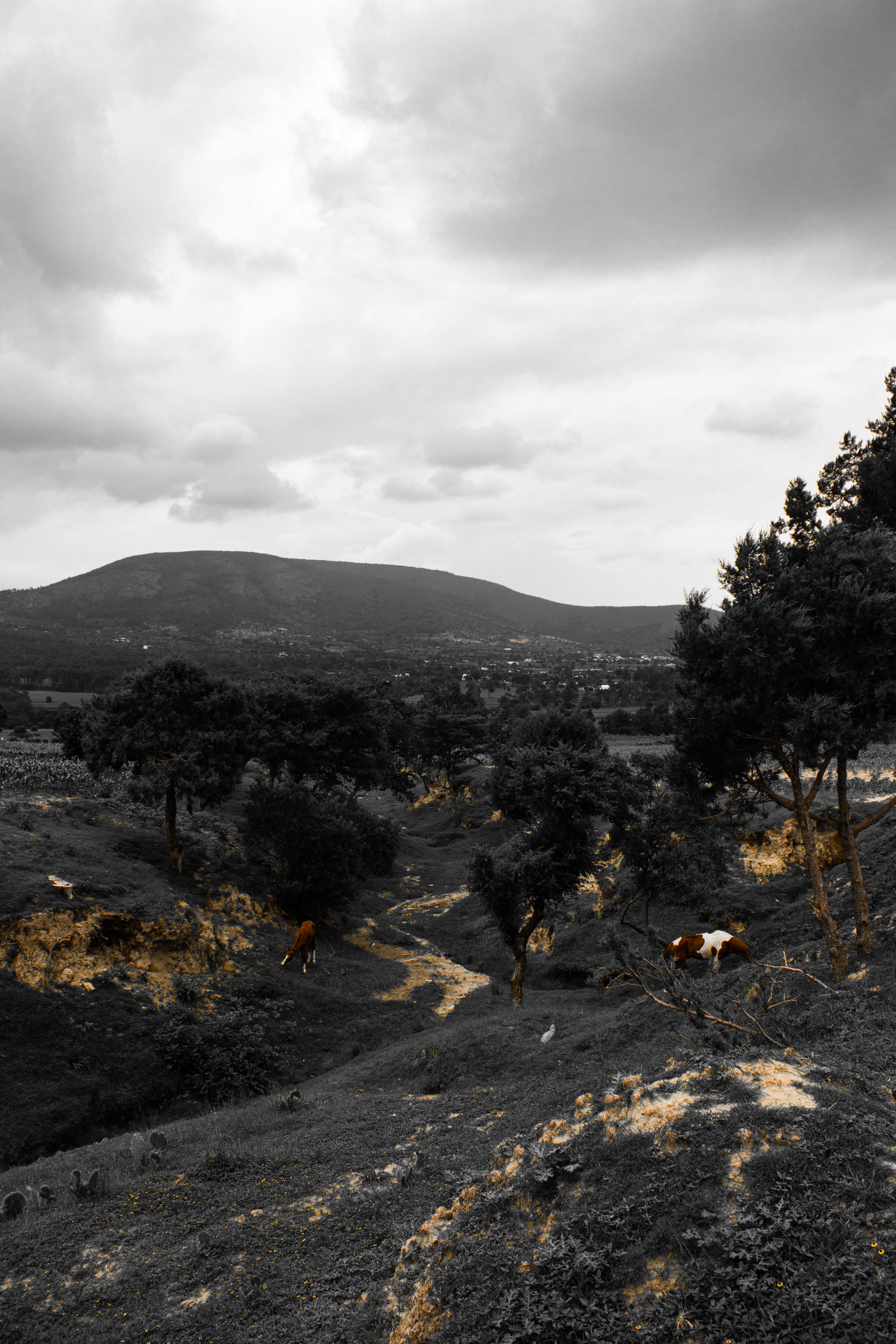 Caballos Pastando En Paz En El Paisaje De Soltepec · Foto de stock gratuita