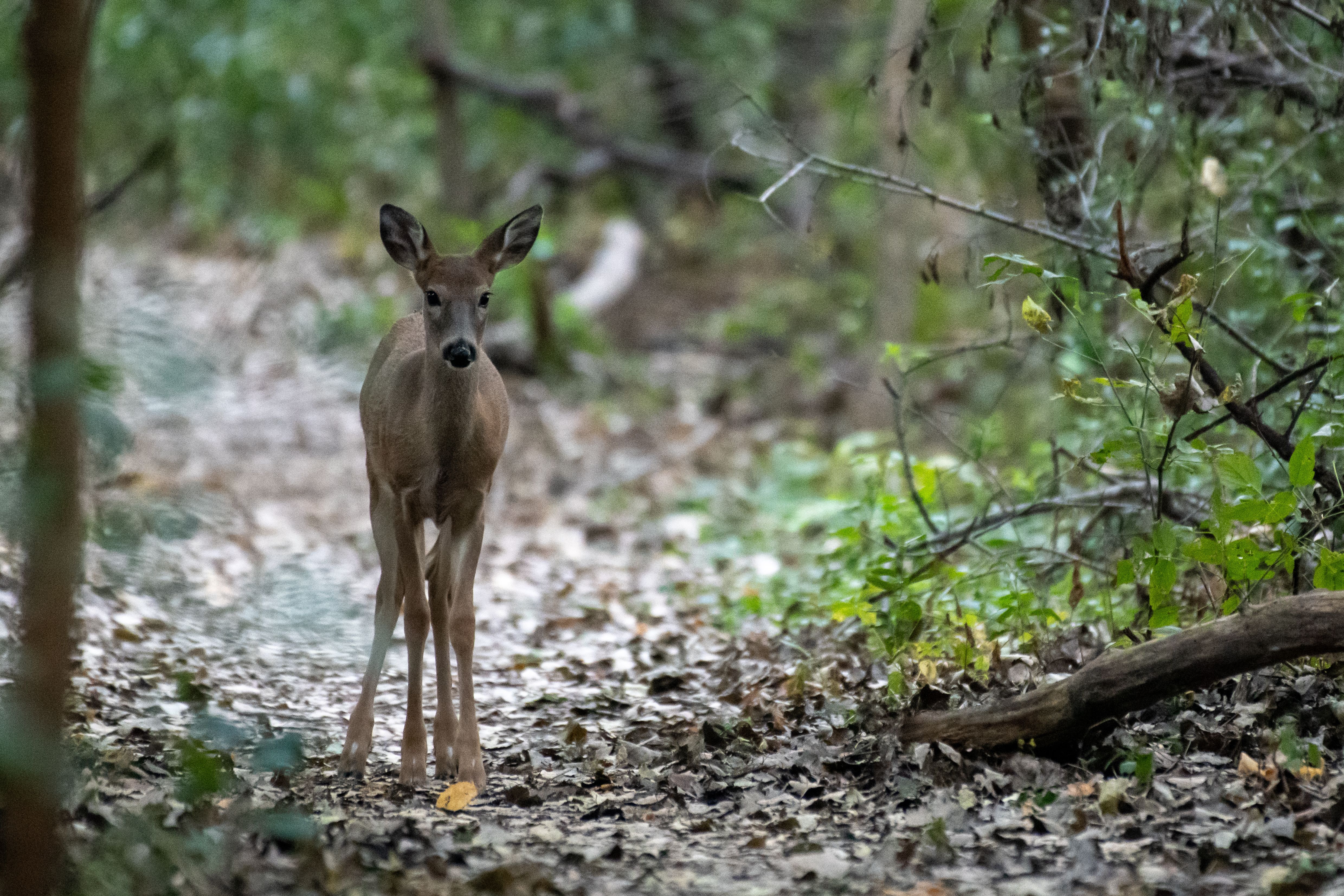 Whitetail Deer in Lush Forest Pathway · Free Stock Photo