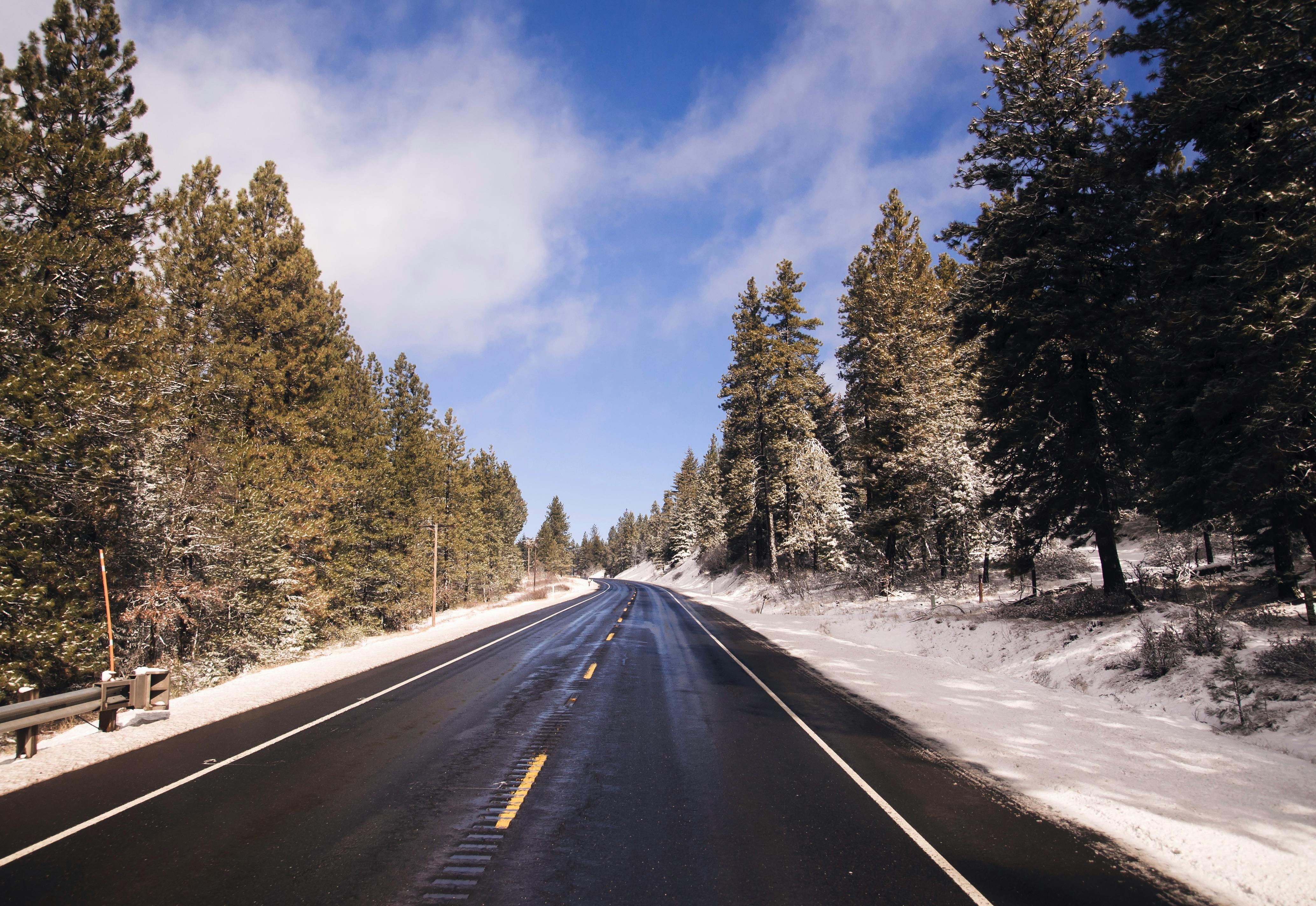 Pavement Road Surrounded by Snow and Pine Trees · Free Stock Photo