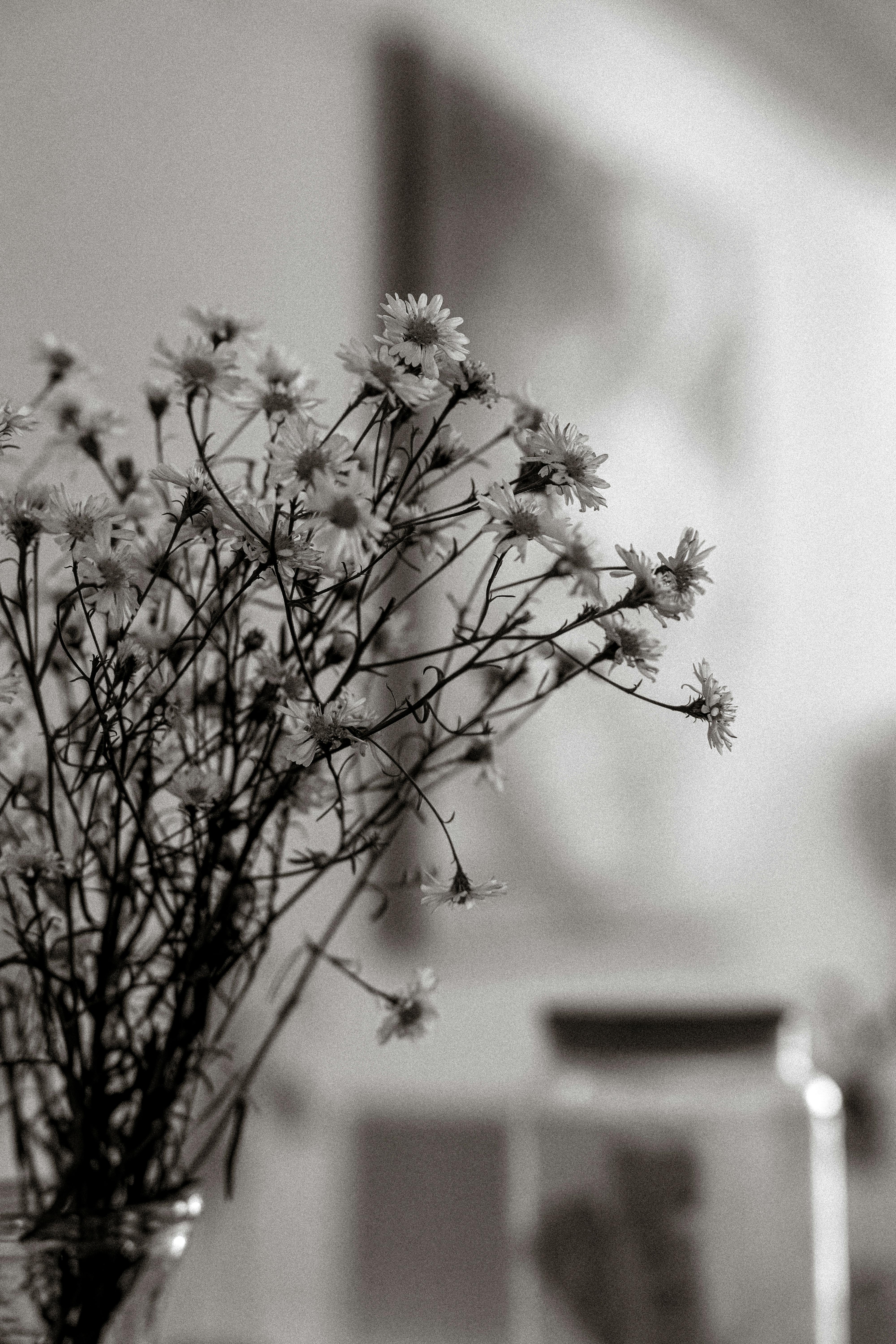 Minimalist Black and White Vase with Flowers · Free Stock Photo