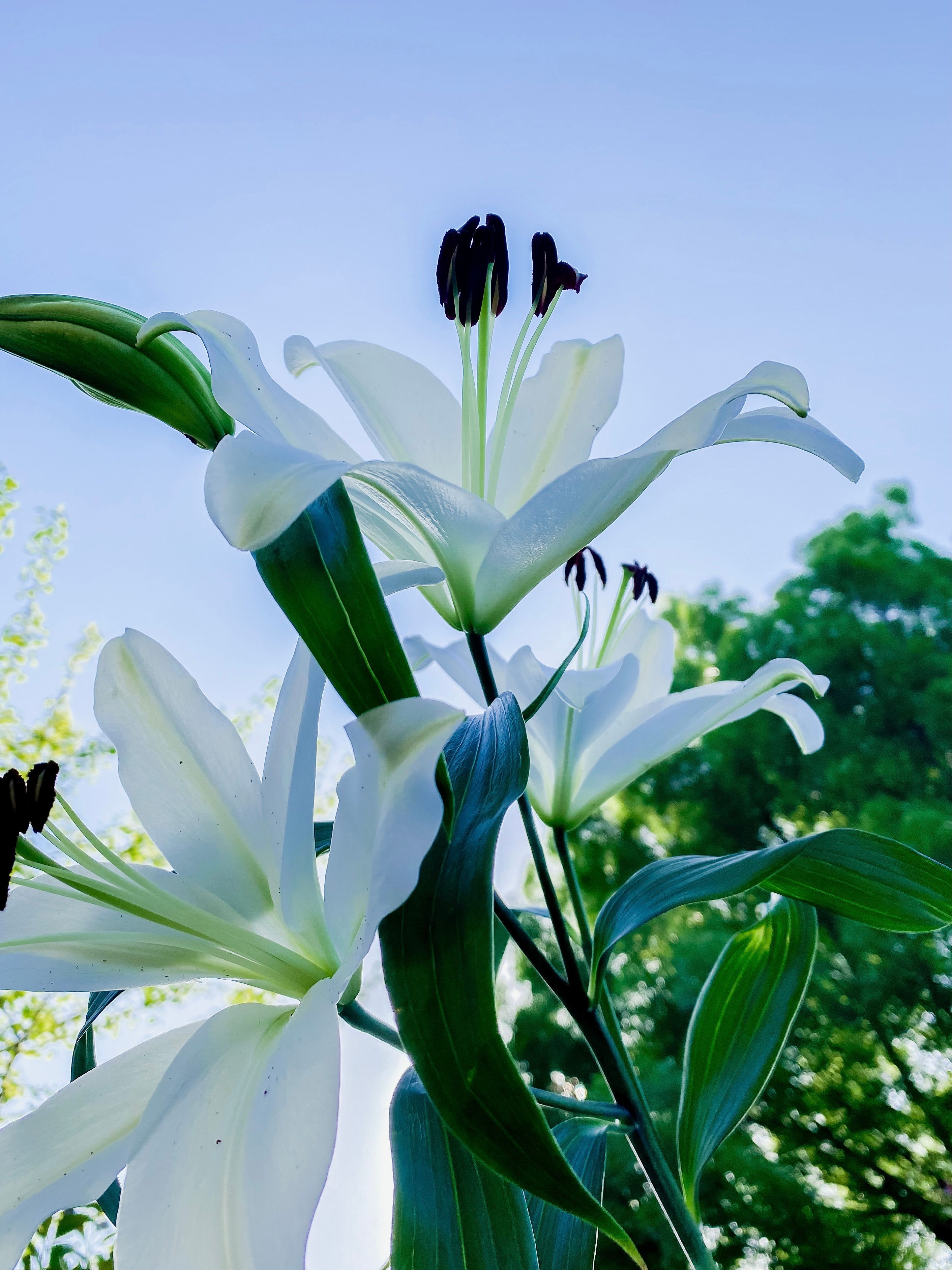 Flower Background Ping Photos, Download The BEST Free Flower Background ...