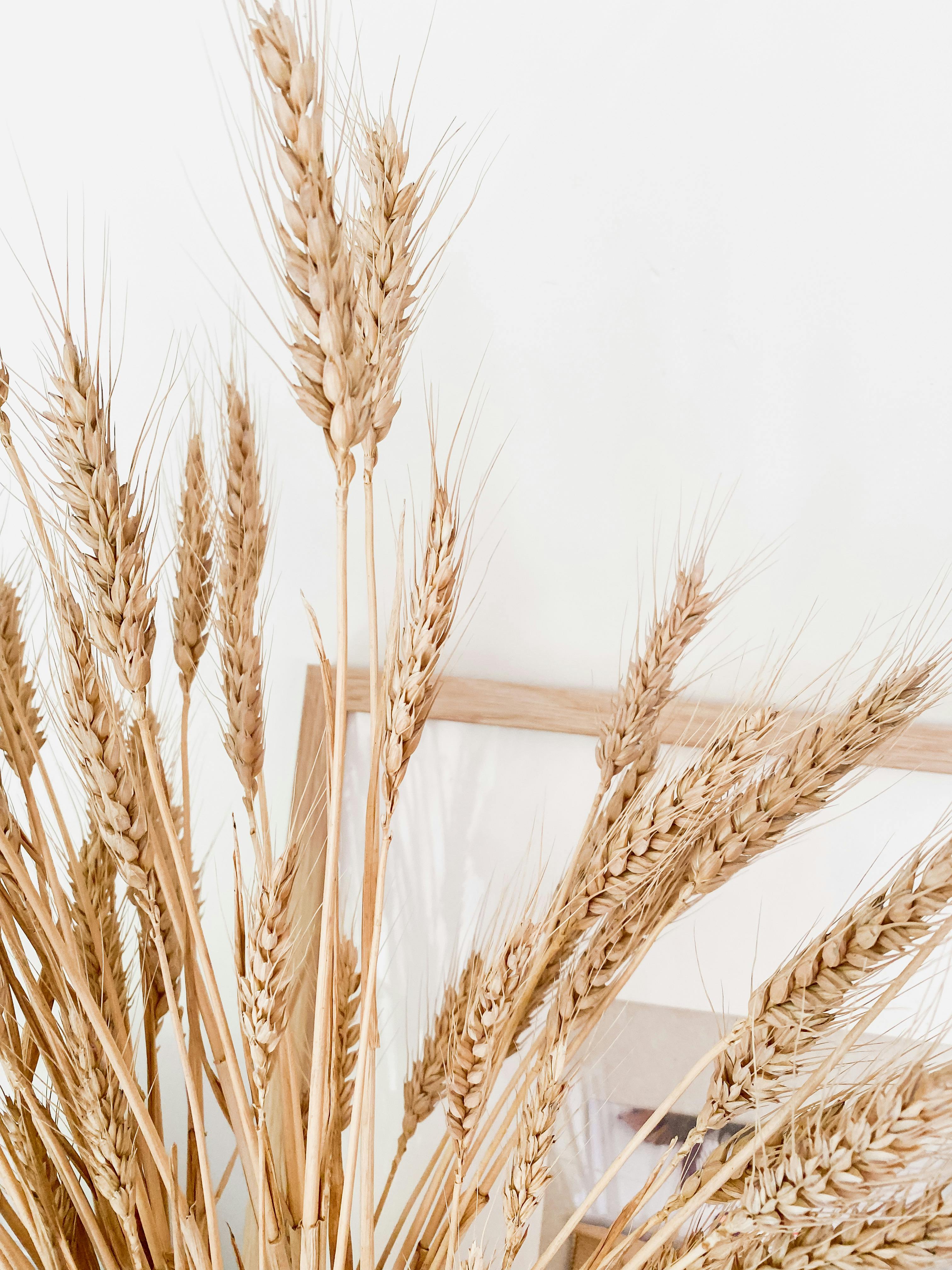 Minimalist Dry Wheat Stems Decor on Soft Background · Free Stock Photo