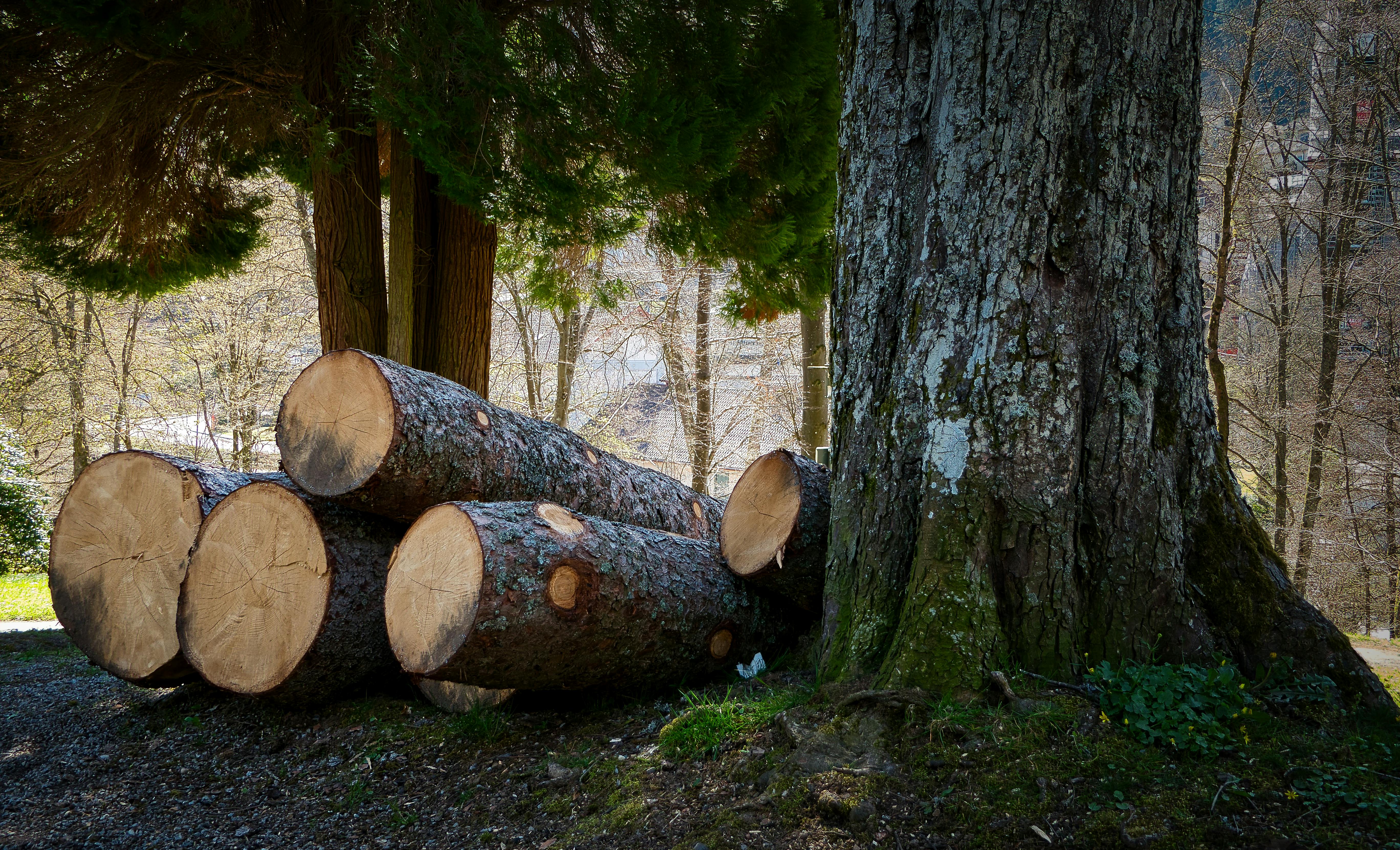Close-up of Freshly Cut Tree Logs in Forest Setting · Free Stock Photo
