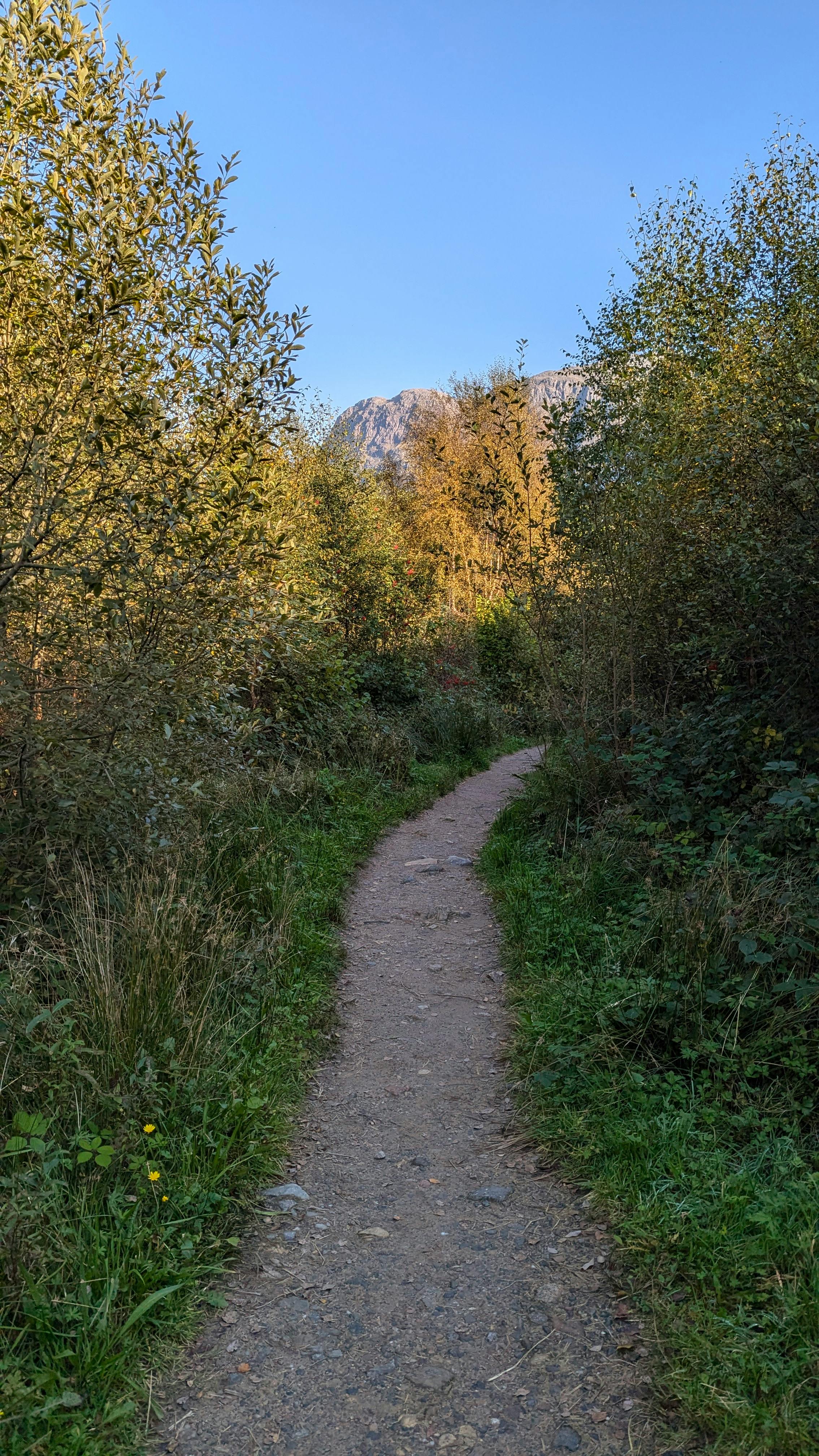 Scenic Pathway Through Glencoe Forest · Free Stock Photo
