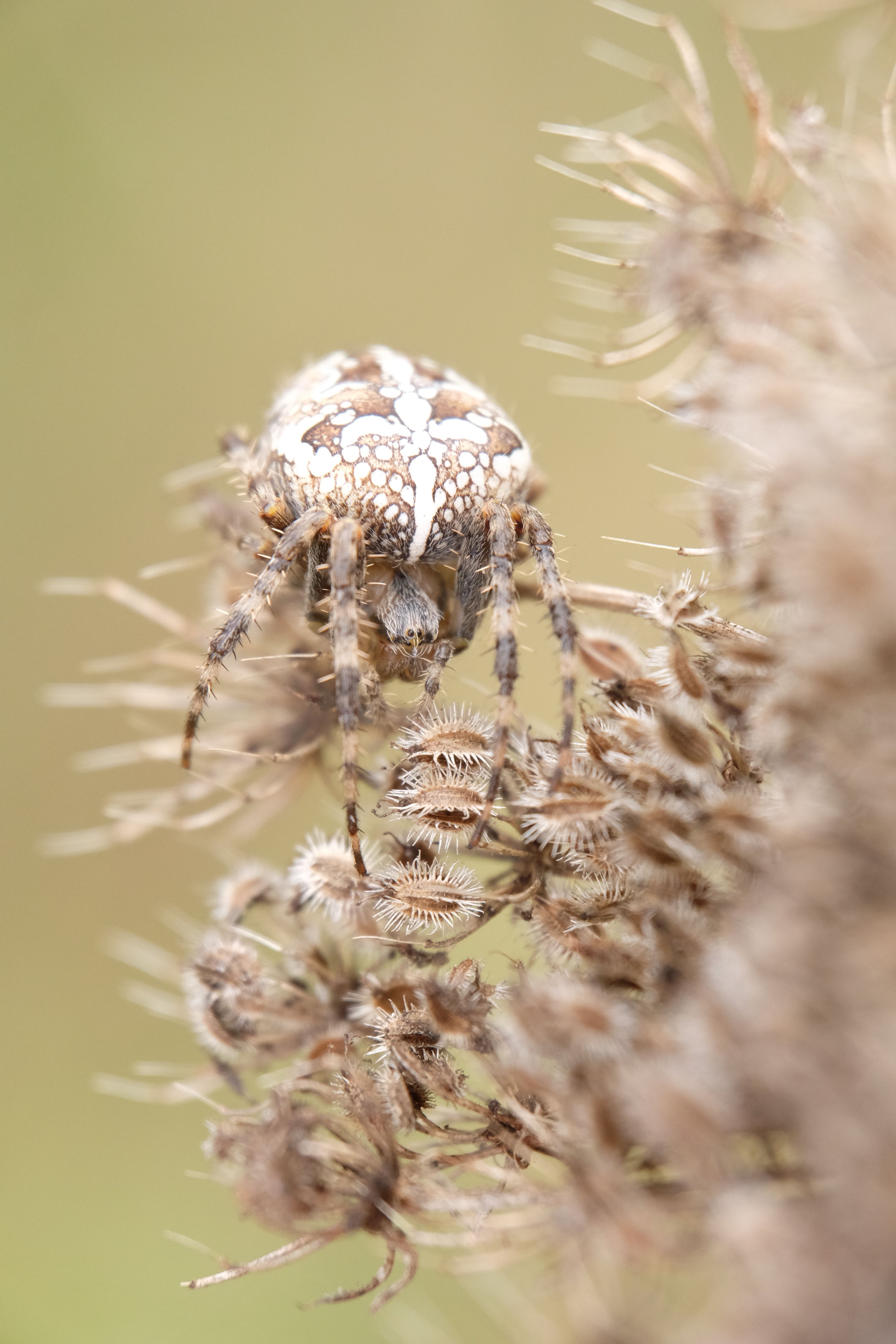 Wild Bug Photos, Download The BEST Free Wild Bug Stock Photos & HD Images