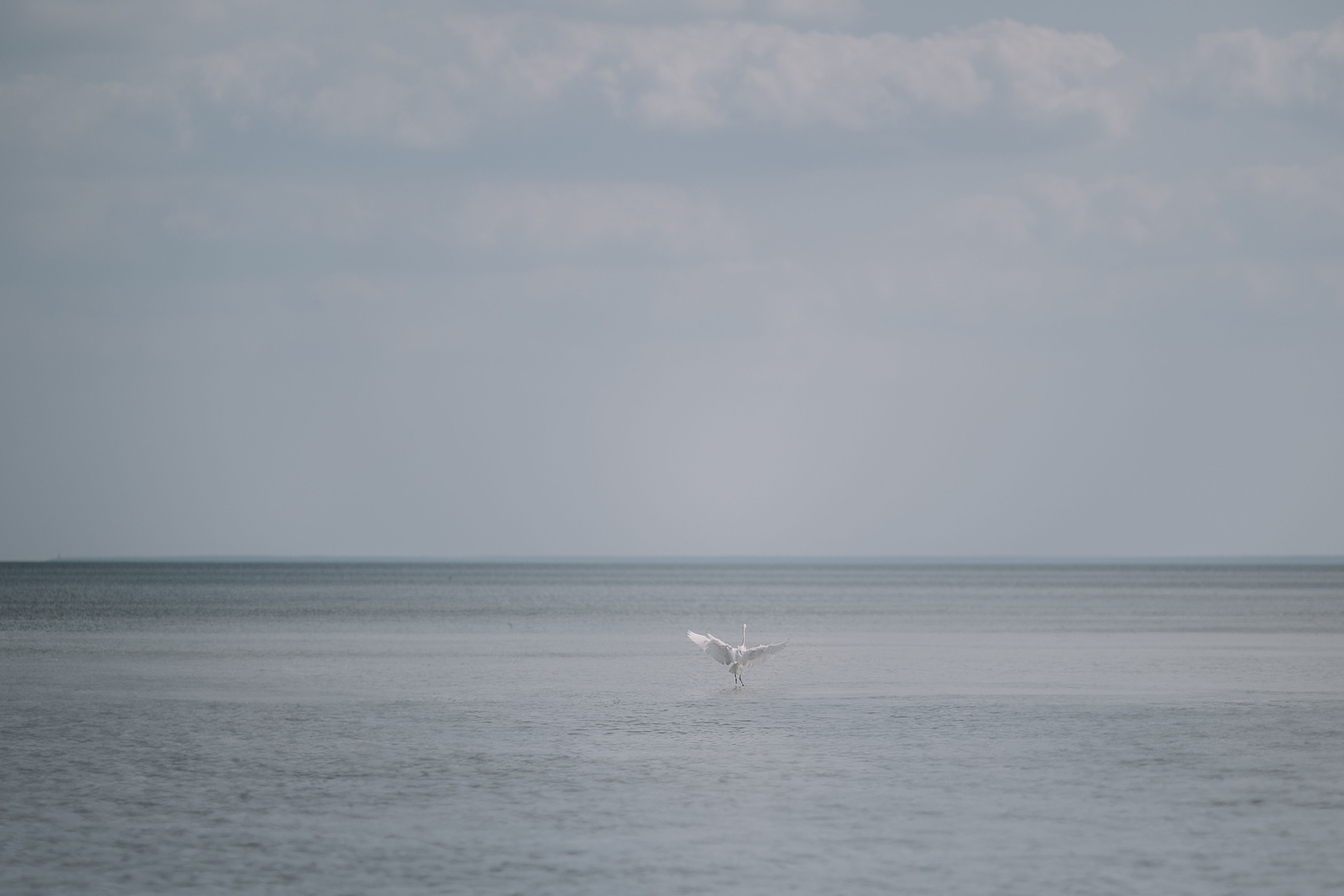 Graceful Bird Soaring Over Calm Ocean Waters · Free Stock Photo