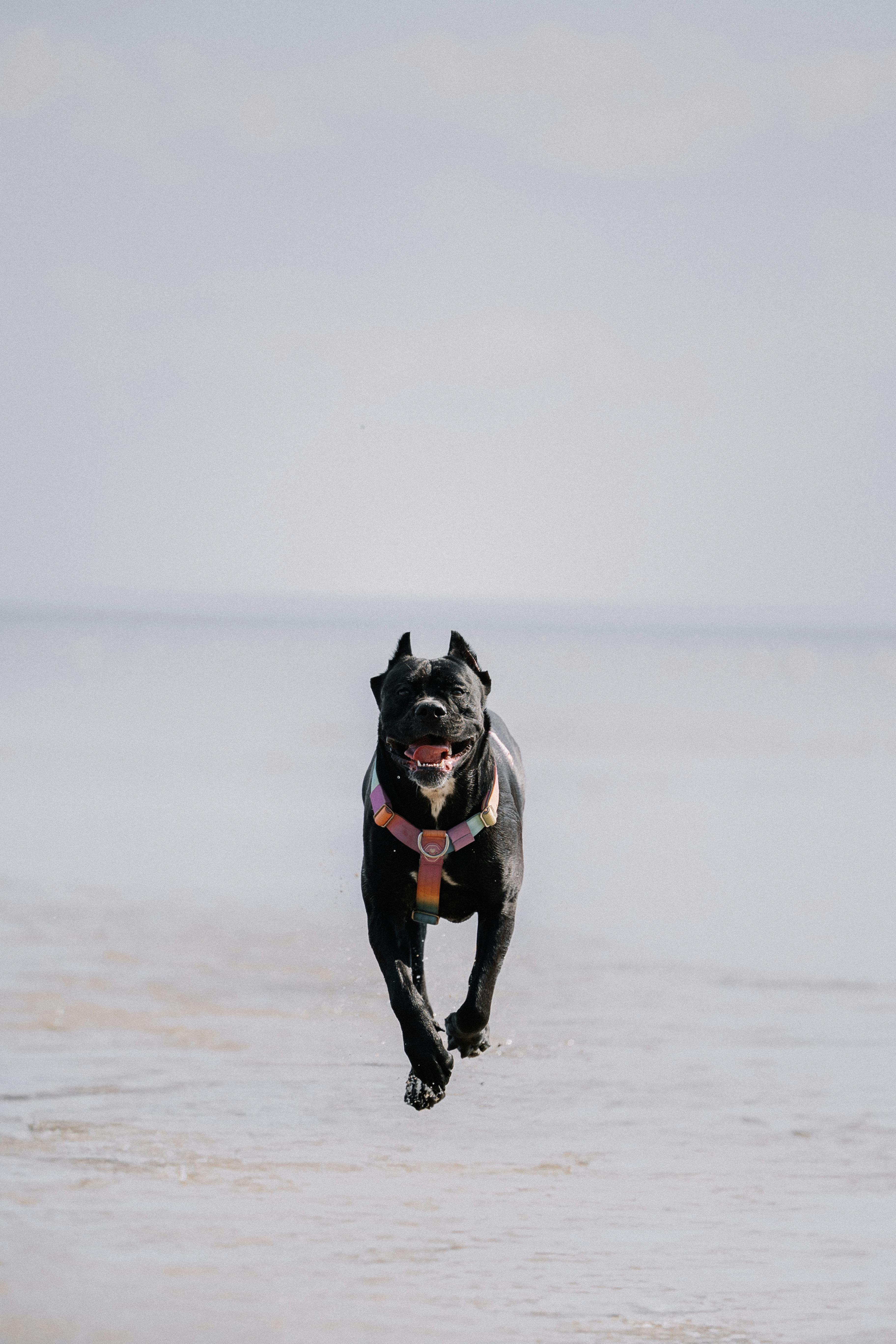 Energetic Cane Corso Running on Beach · Free Stock Photo