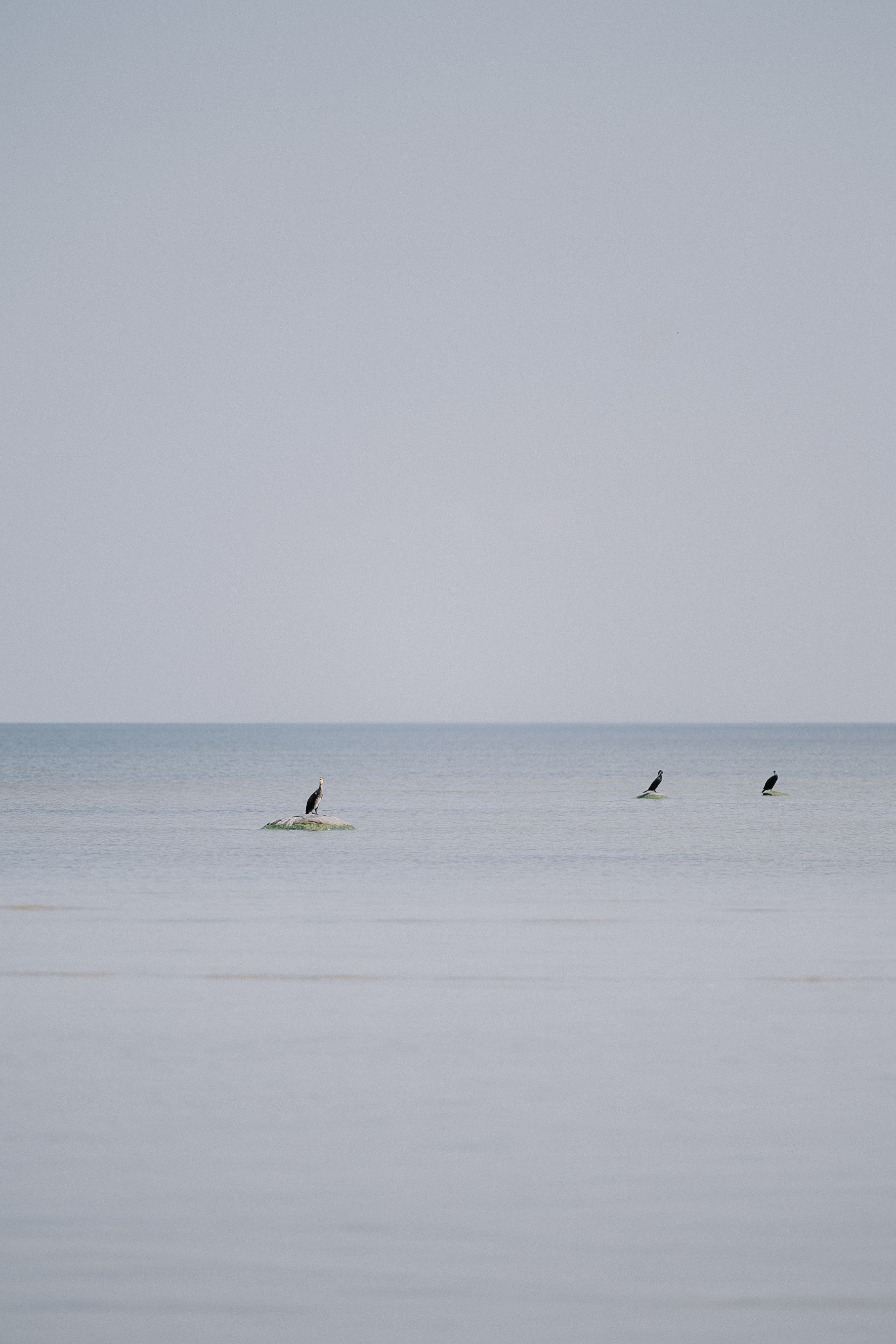 Birds With The Sky Photos, Download The BEST Free Birds With The Sky ...