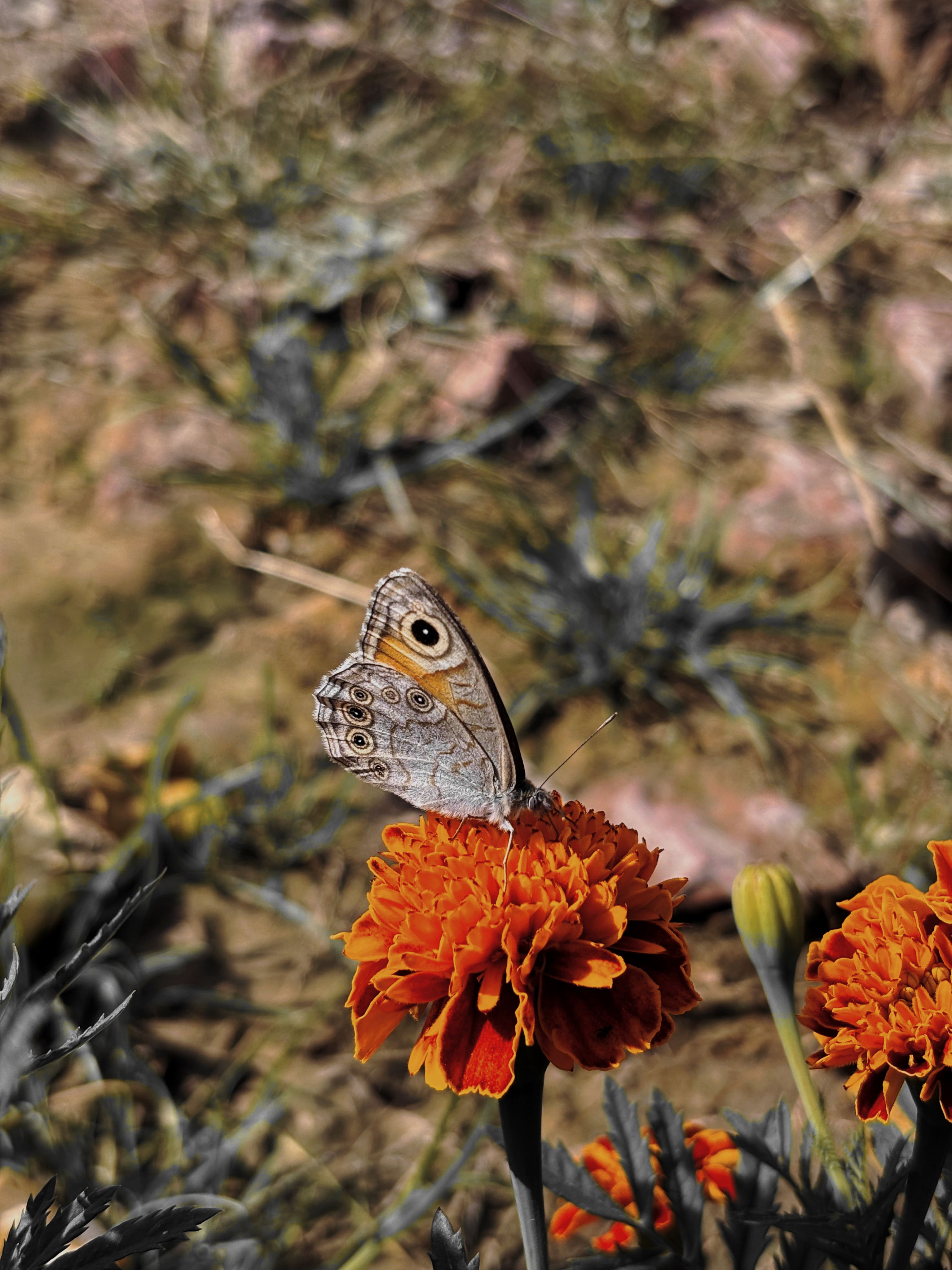 Primer Plano De Una Mariposa Sobre Una Flor De Caléndula En Su Hábitat ...