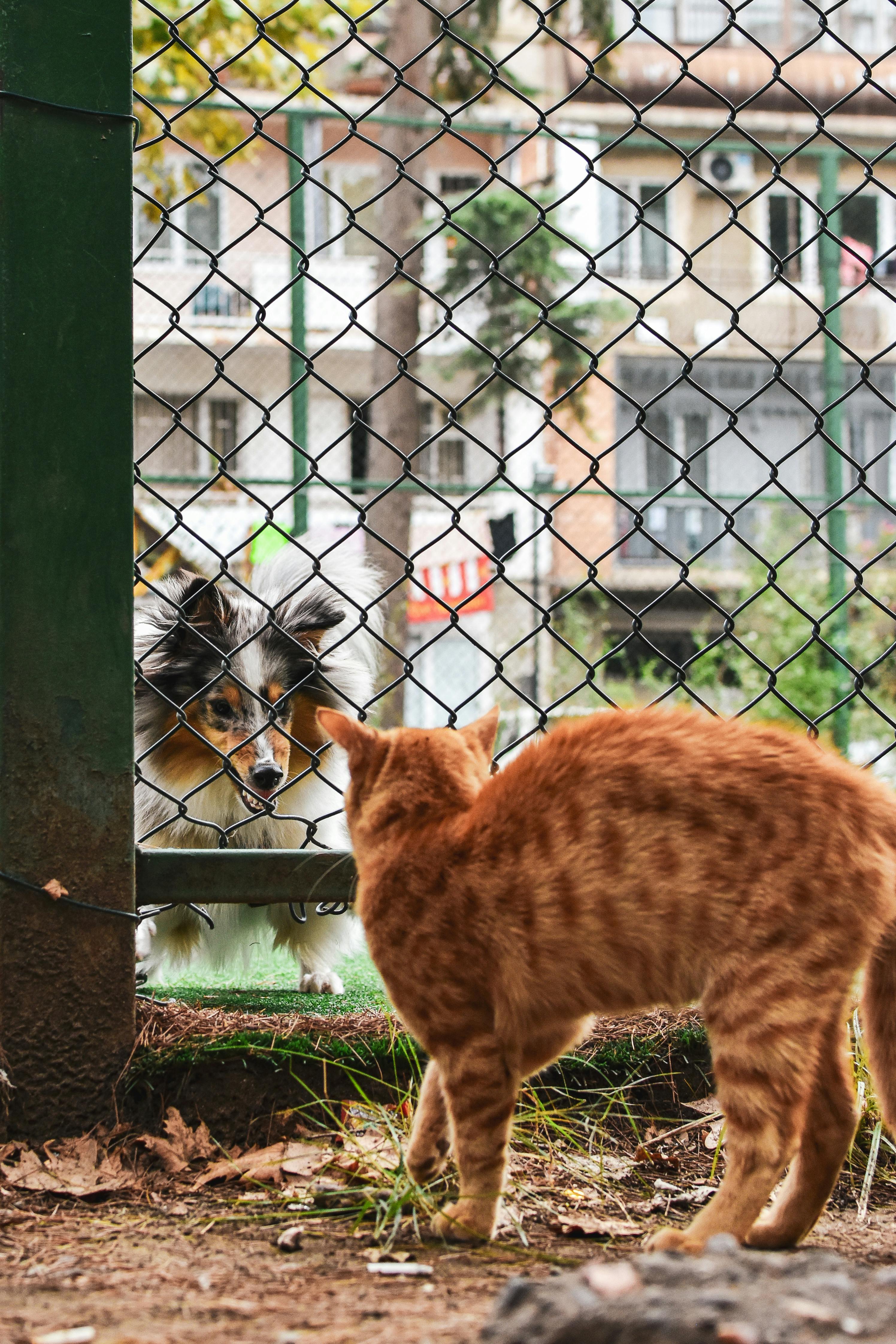 Cat and Dog Face-off Through Fence Outdoors · Free Stock Photo
