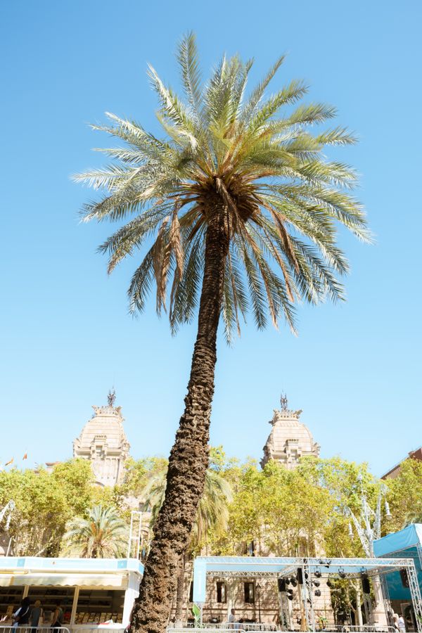 Barcelona Wallpaper 4k Photos, Download The BEST Free Barcelona ...