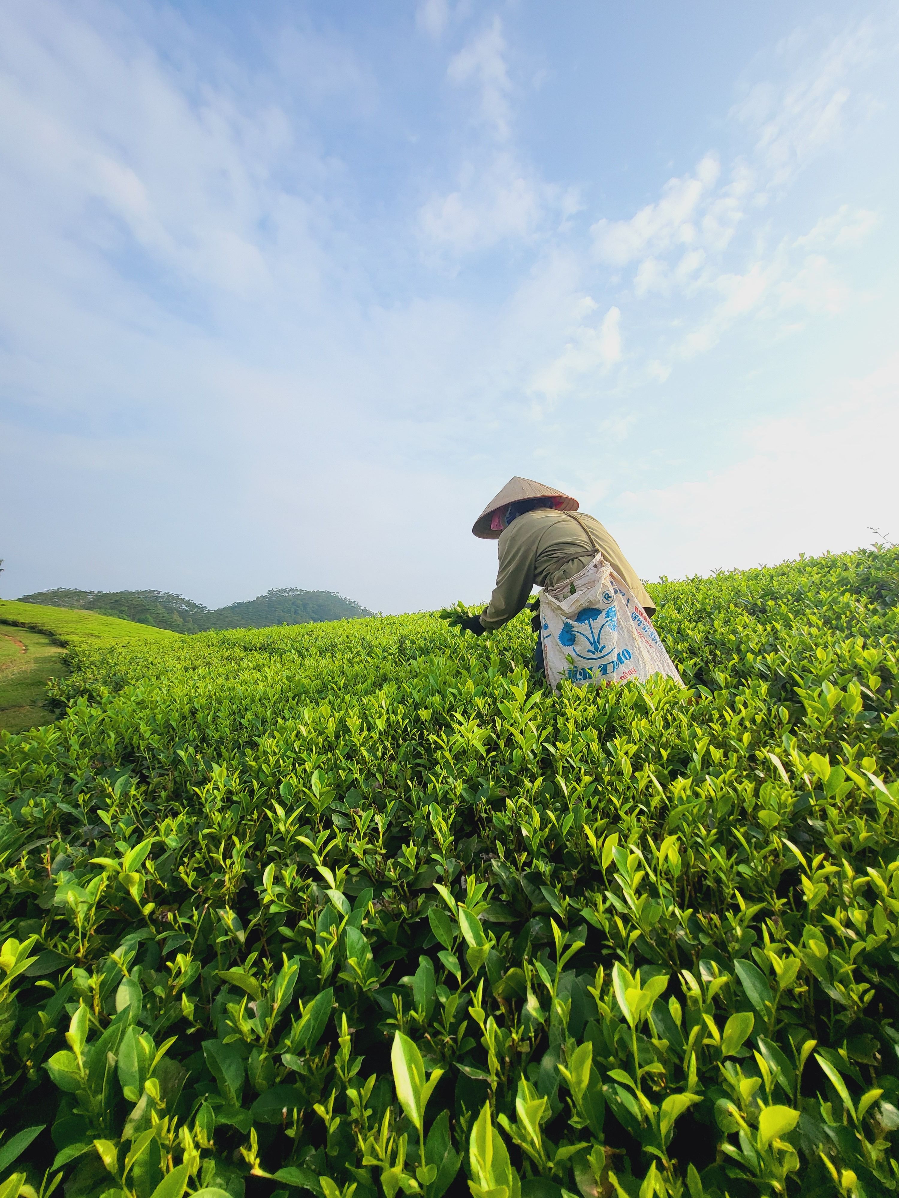 Scenic View of Tea Picker in Vietnamese Plantation · Free Stock Photo