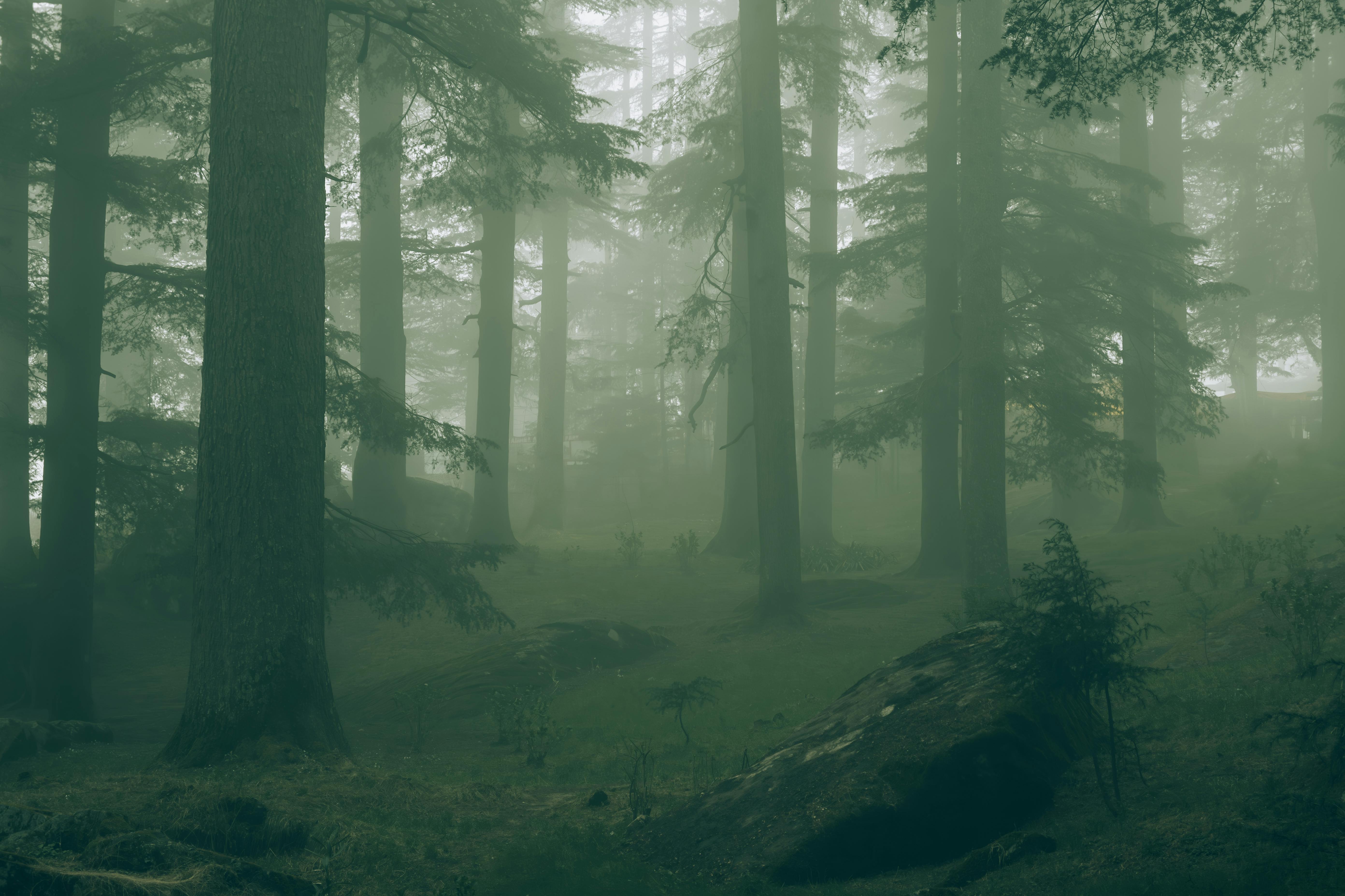 Misty Woodland Forest with Tall Pine Trees · Free Stock Photo