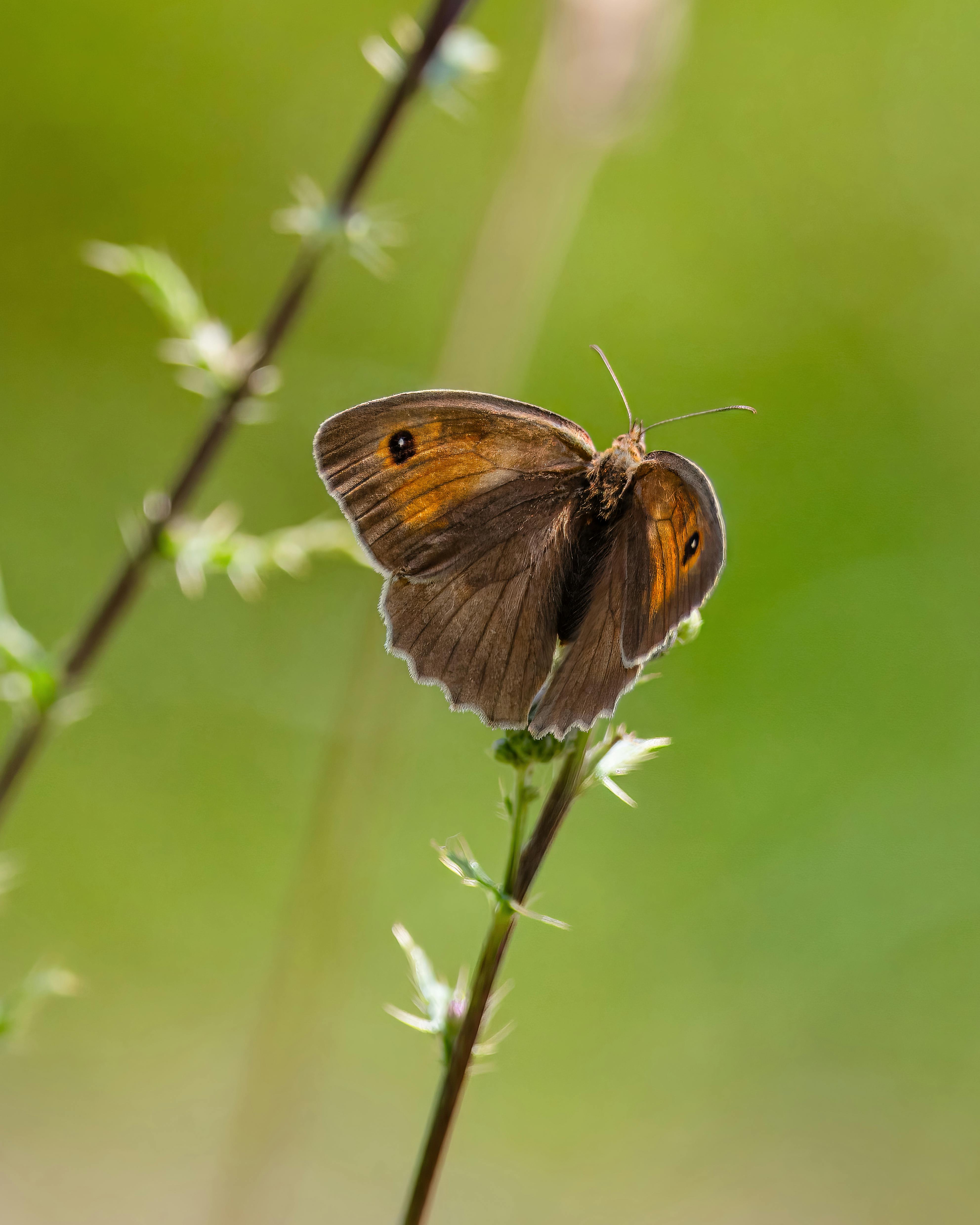 Butterfly Draft Photos, Download The BEST Free Butterfly Draft Stock ...