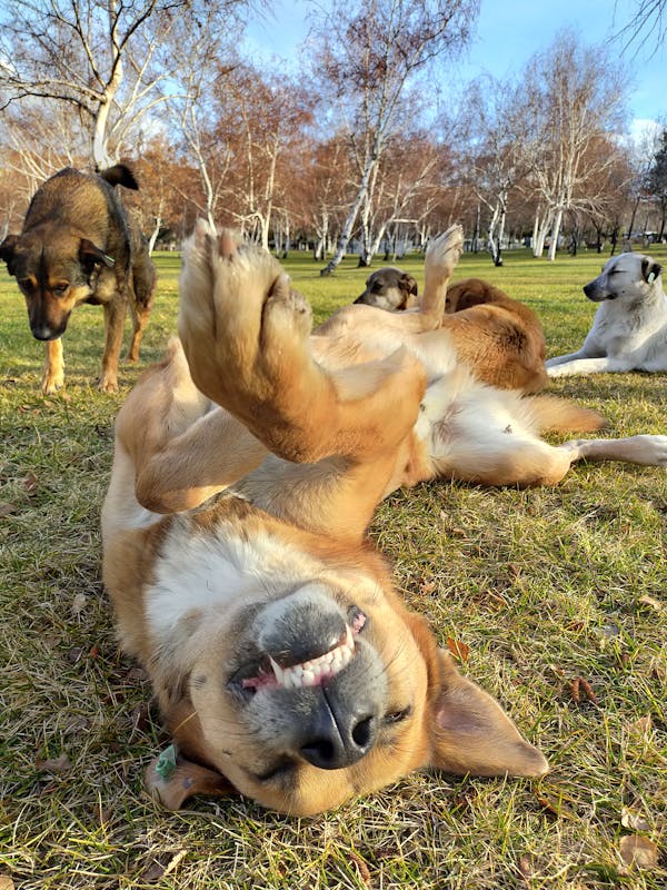 Goofy Ahh Dogs Photos, Download The BEST Free Goofy Ahh Dogs Stock ...