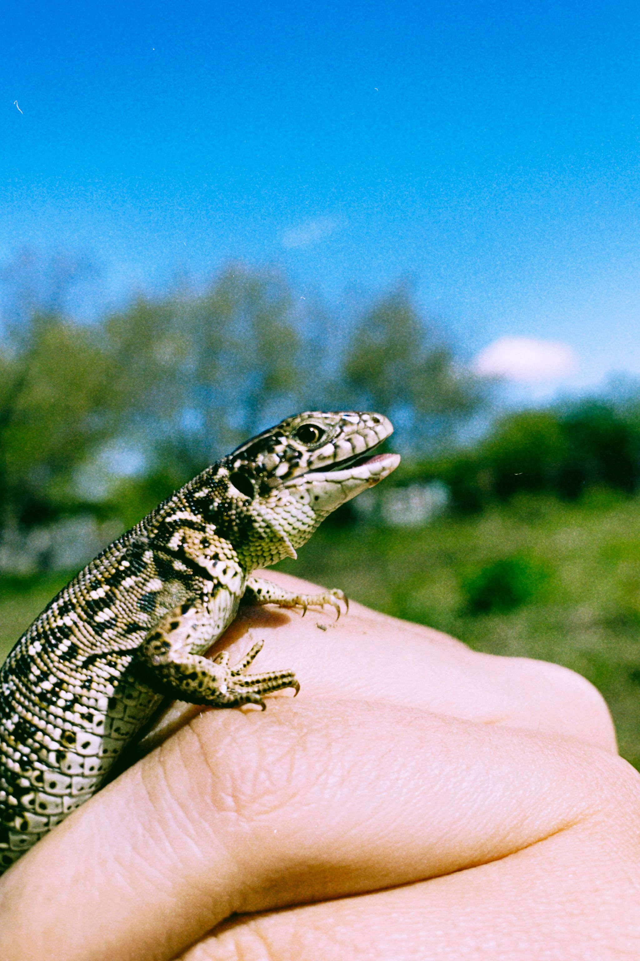 Close-up of Lizard on Human Hand Outdoors · Free Stock Photo