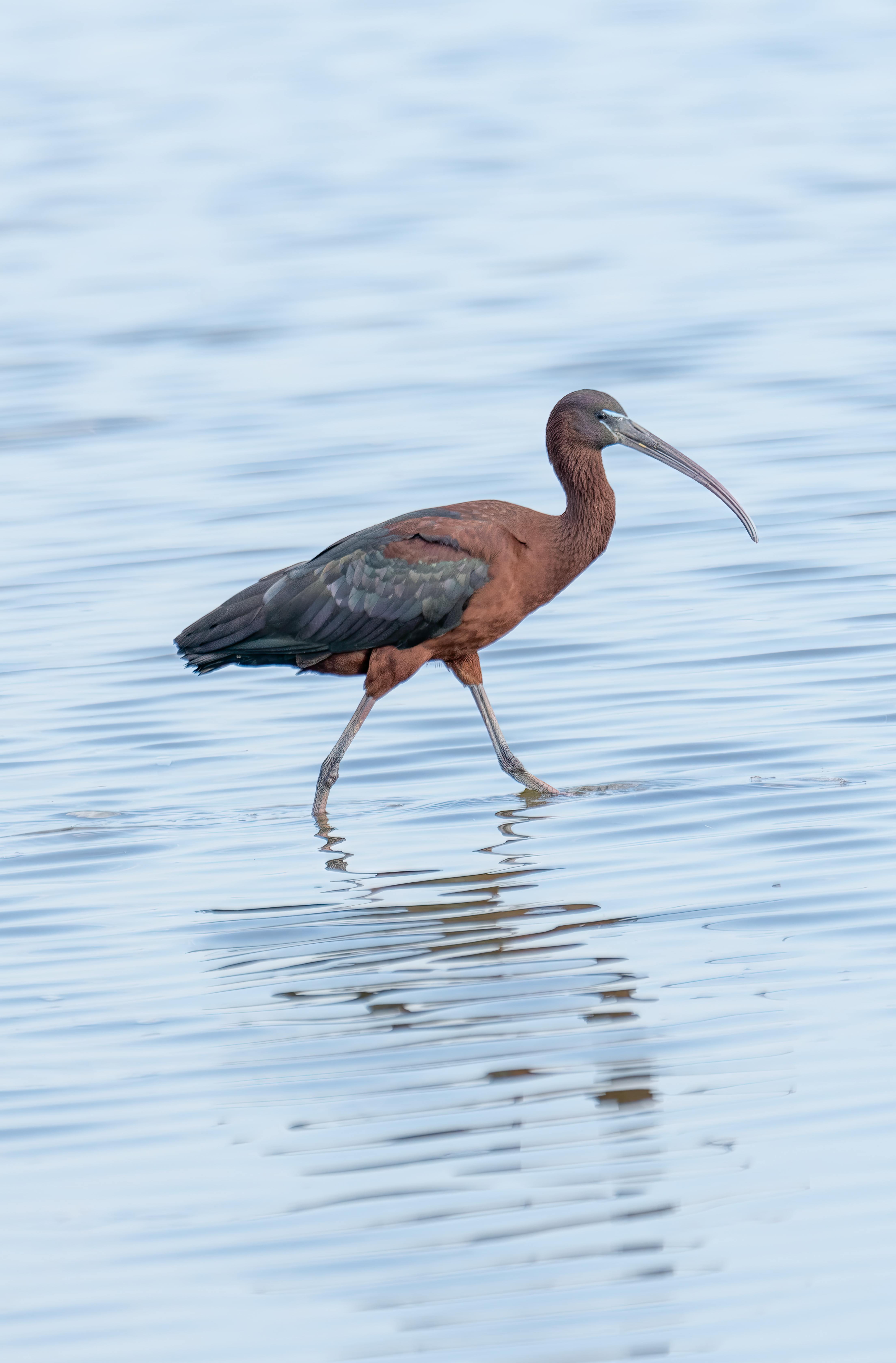 Ibis Photos, Download The BEST Free Ibis Stock Photos & HD Images