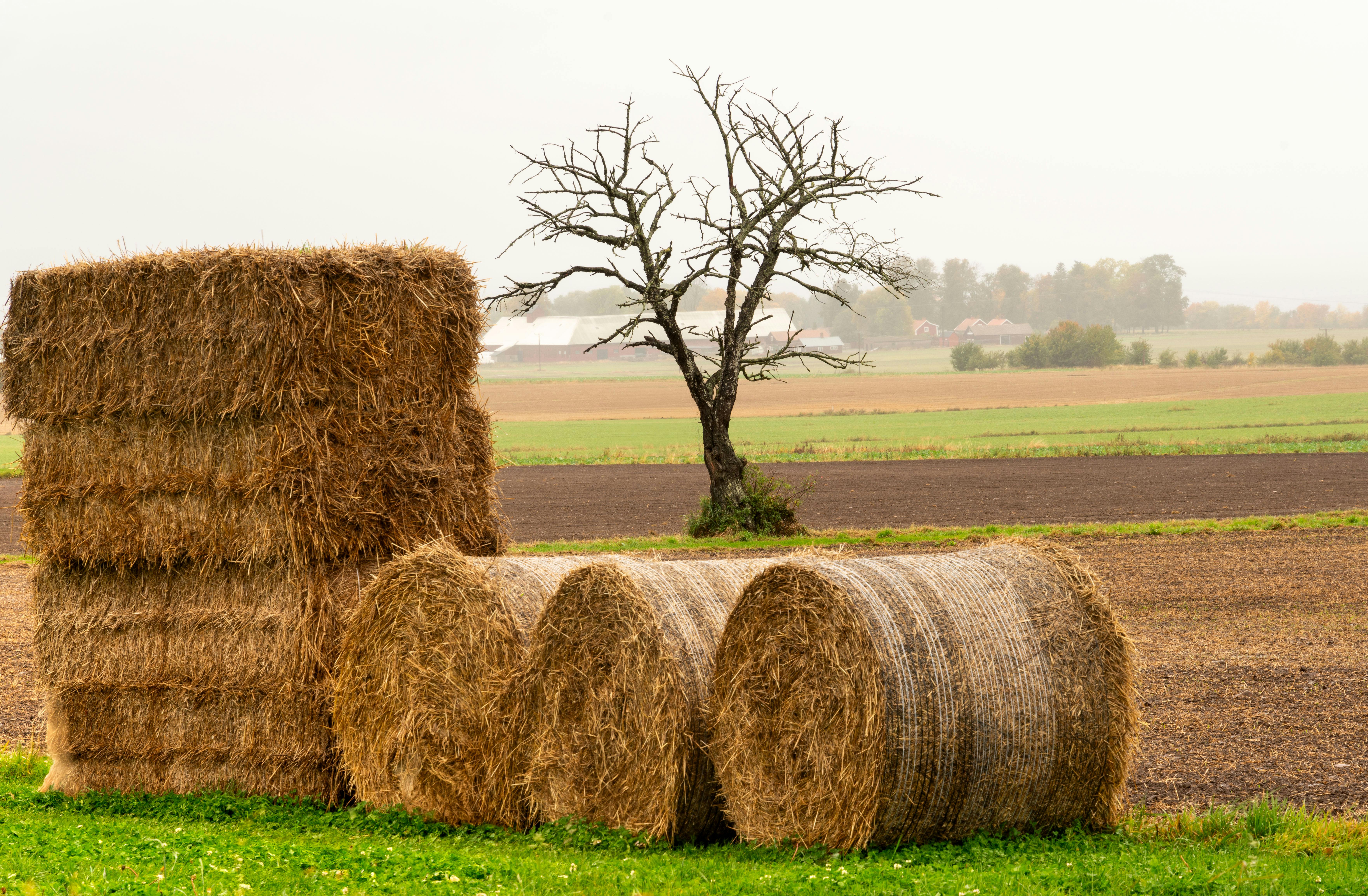 Rustic farmland scene with hay bales and tree · Free Stock Photo