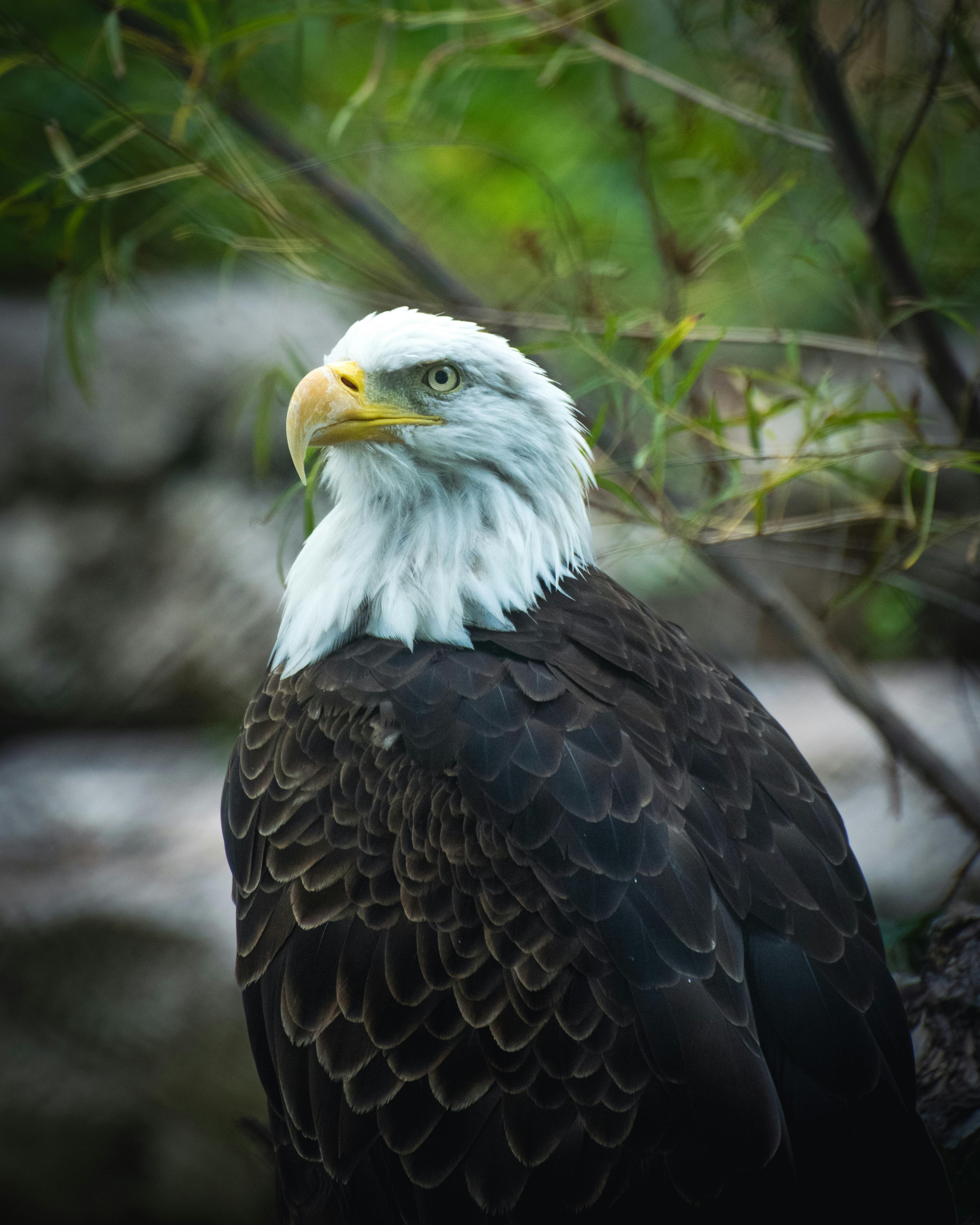Majestic Bald Eagle in Tulsa Zoo, Oklahoma · Free Stock Photo