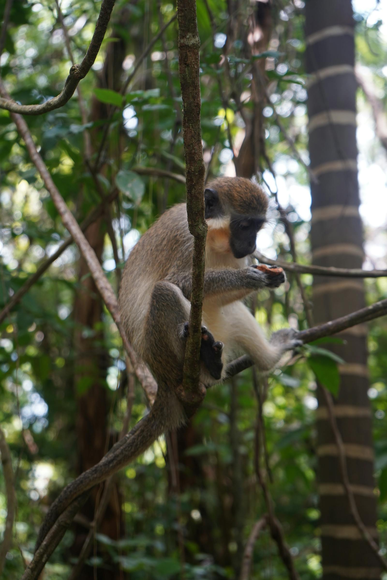 Monkey Buttocks Photos, Download The BEST Free Monkey Buttocks Stock ...