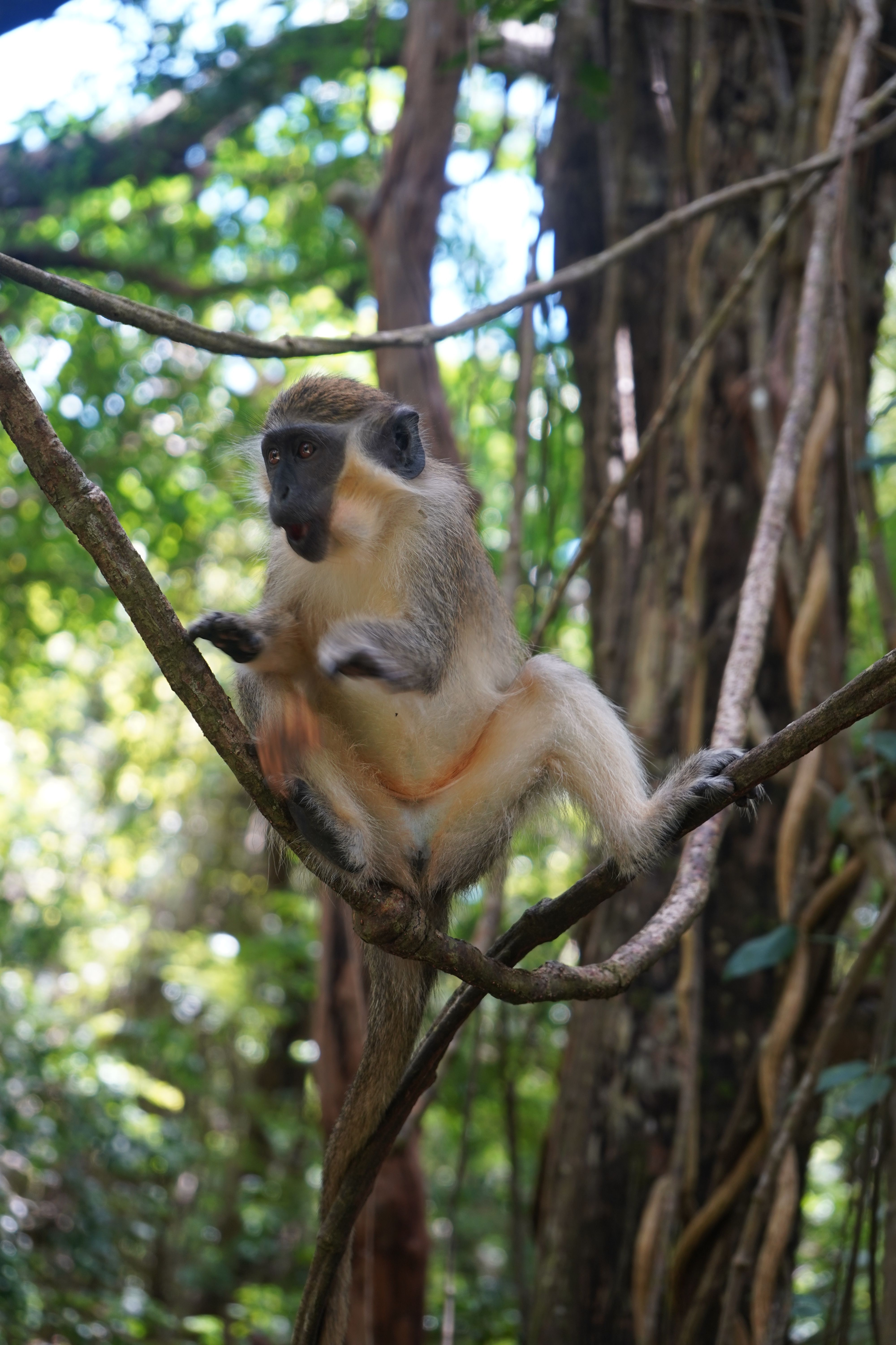Mono Verde Posado En Una Liana De La Selva En Barbados · Foto de stock ...