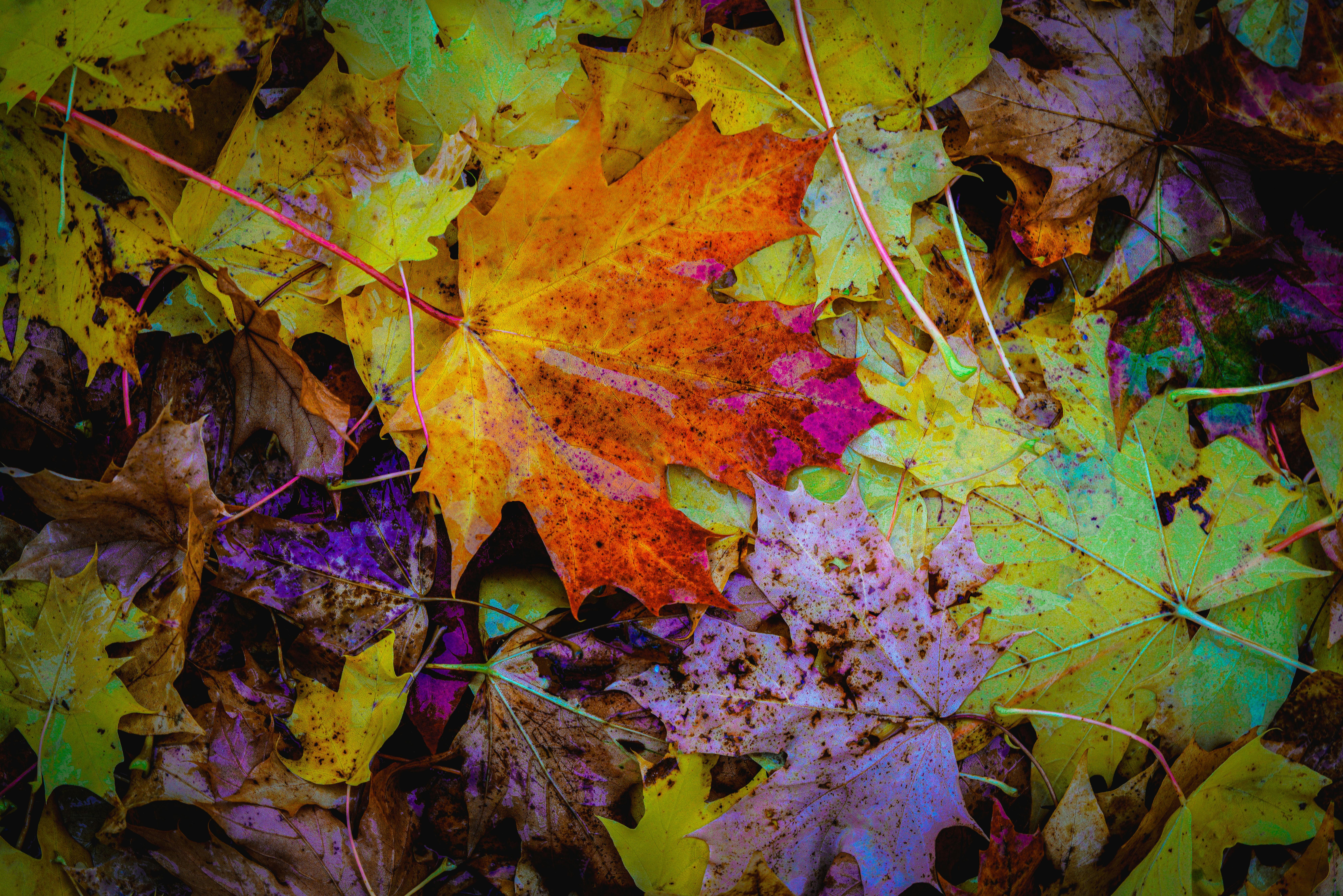 Leaf Variation Photos, Download The BEST Free Leaf Variation Stock ...