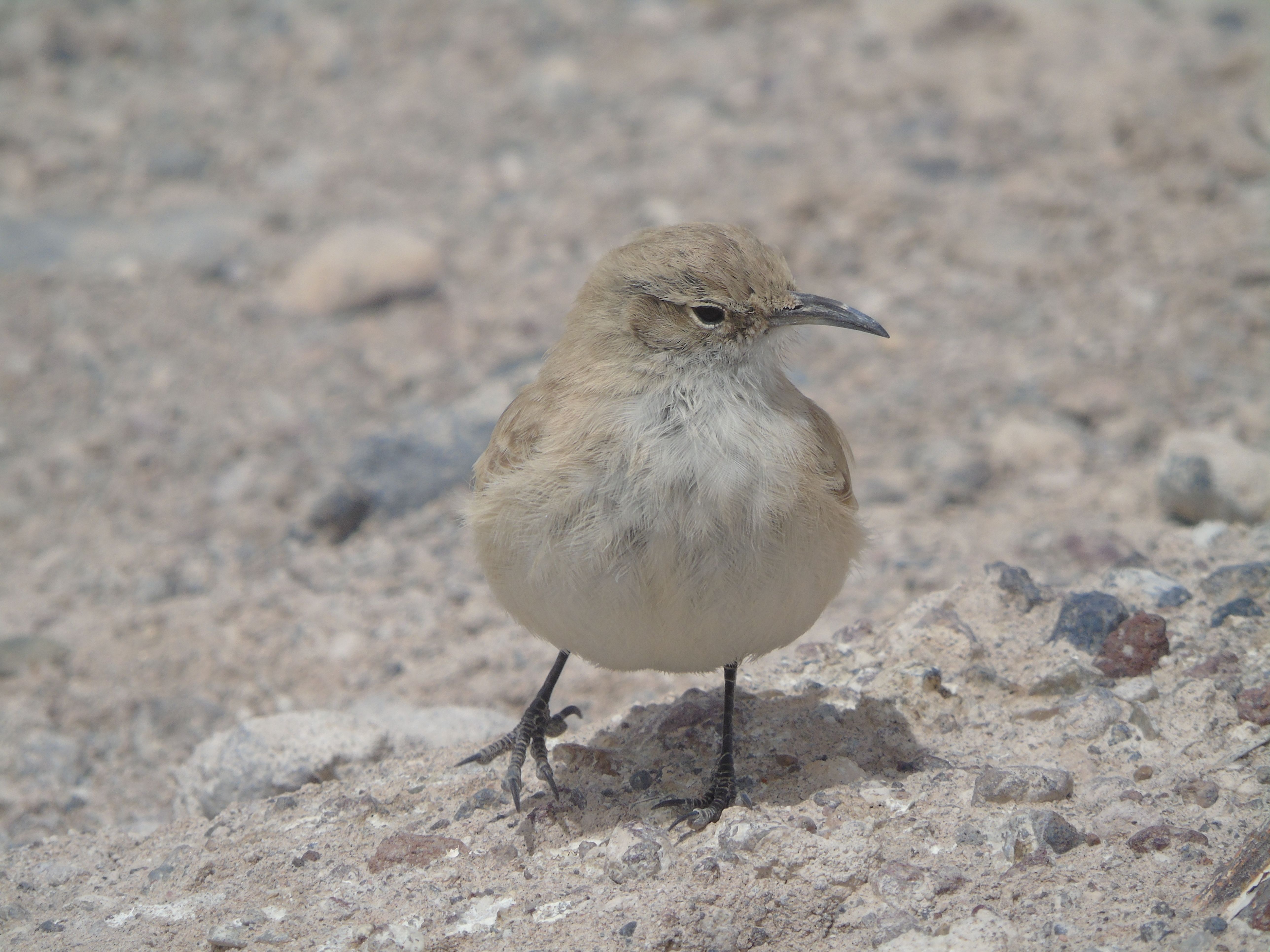 Desert Bird on Rocky Terrain in Bright Daylight · Free Stock Photo