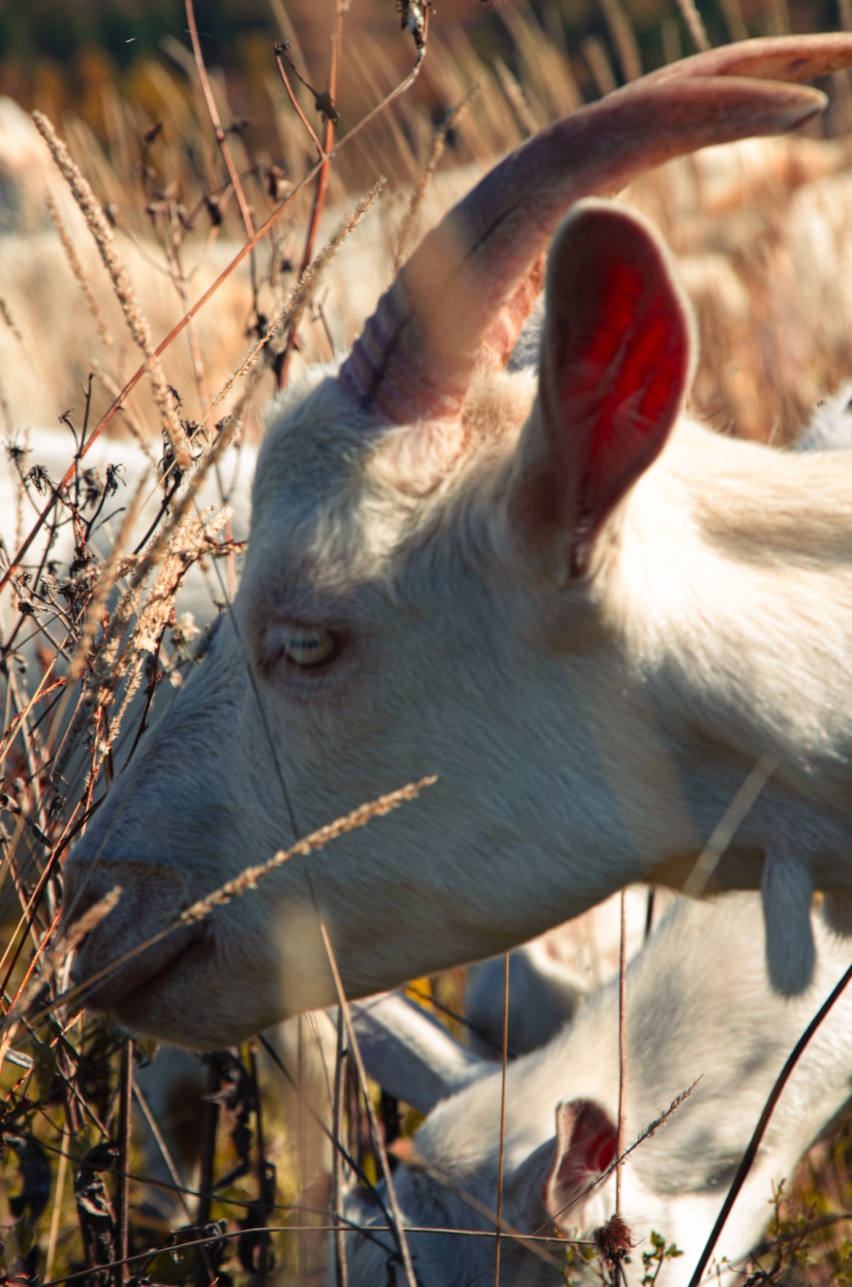 Close-up of Goat Grazing in a Field · Free Stock Photo