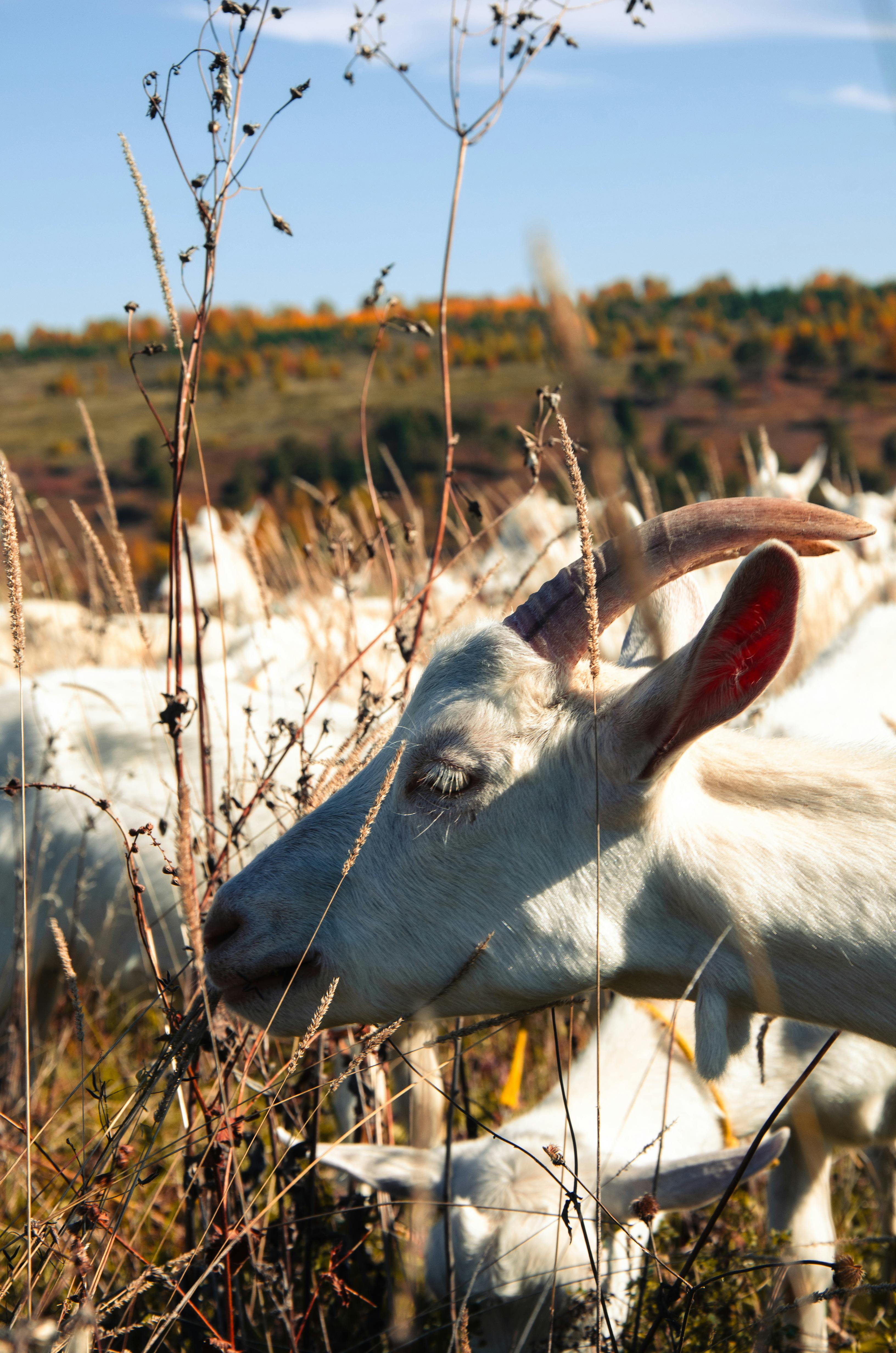 Rebaño Pacífico De Cabras Blancas Pastando En Otoño · Foto de stock ...
