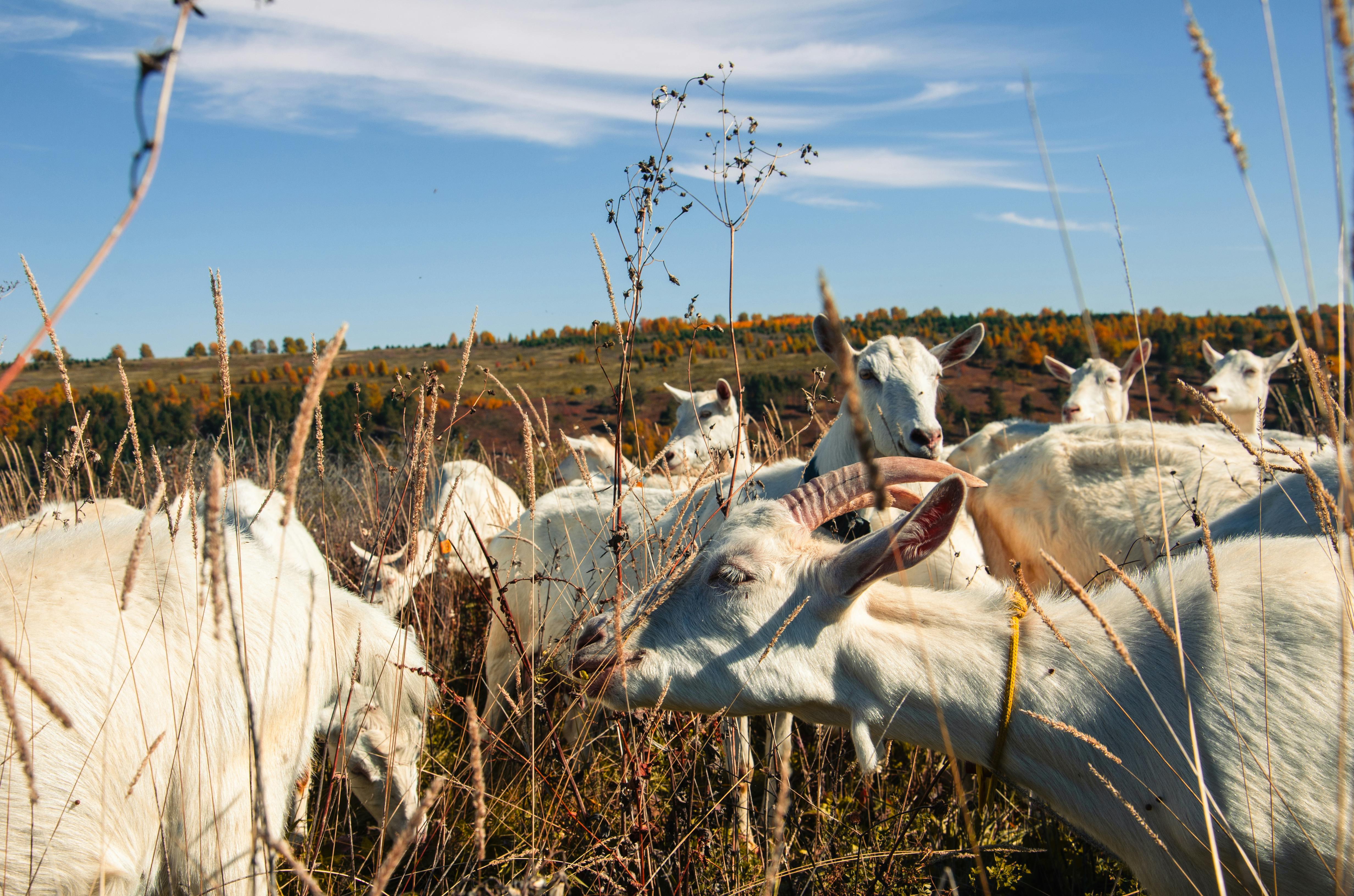 Rebaño De Cabras Pastando En Un Prado Otoñal · Foto de stock gratuita