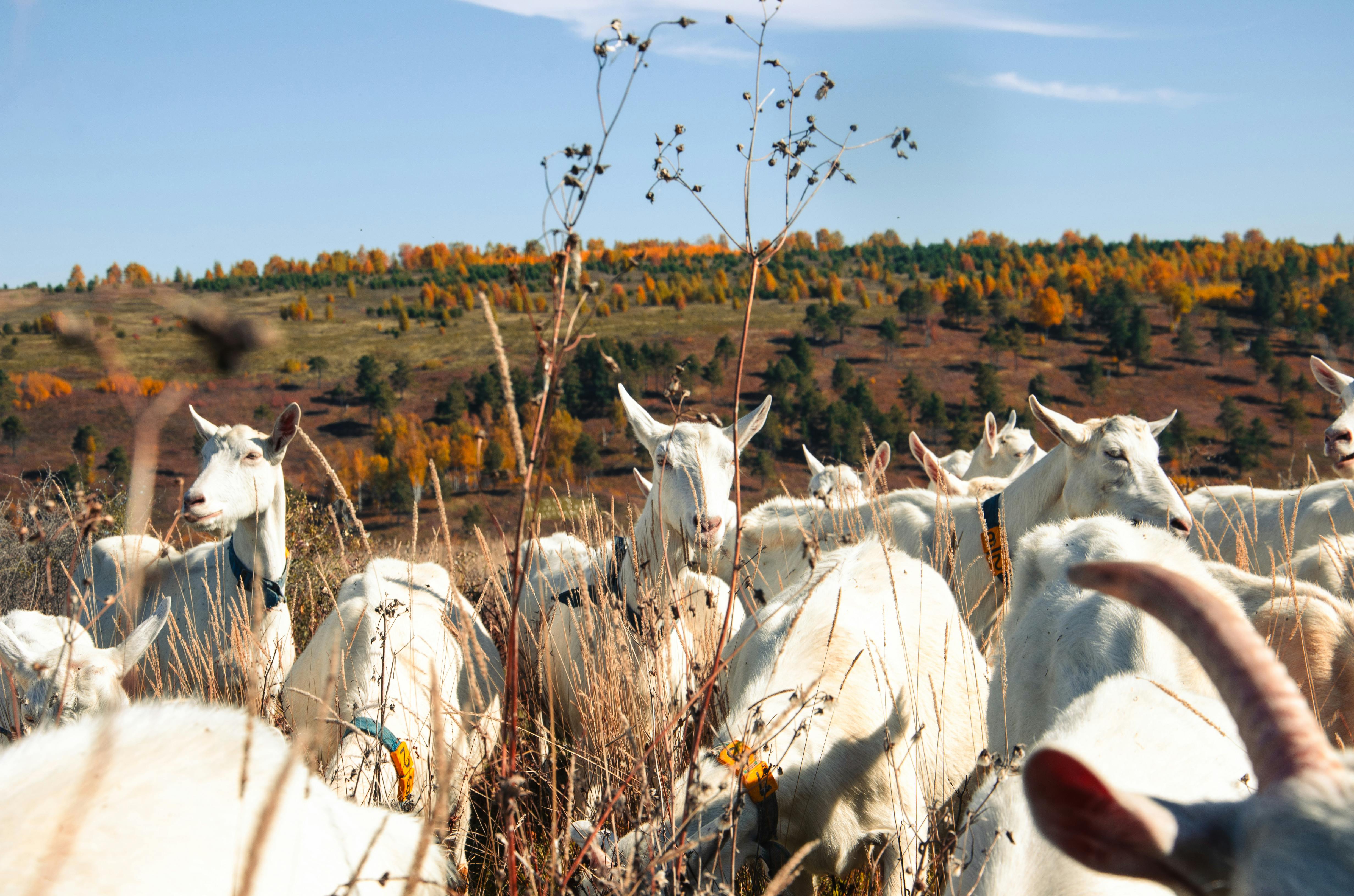 Autumn Herd of Goats Grazing in the Field · Free Stock Photo