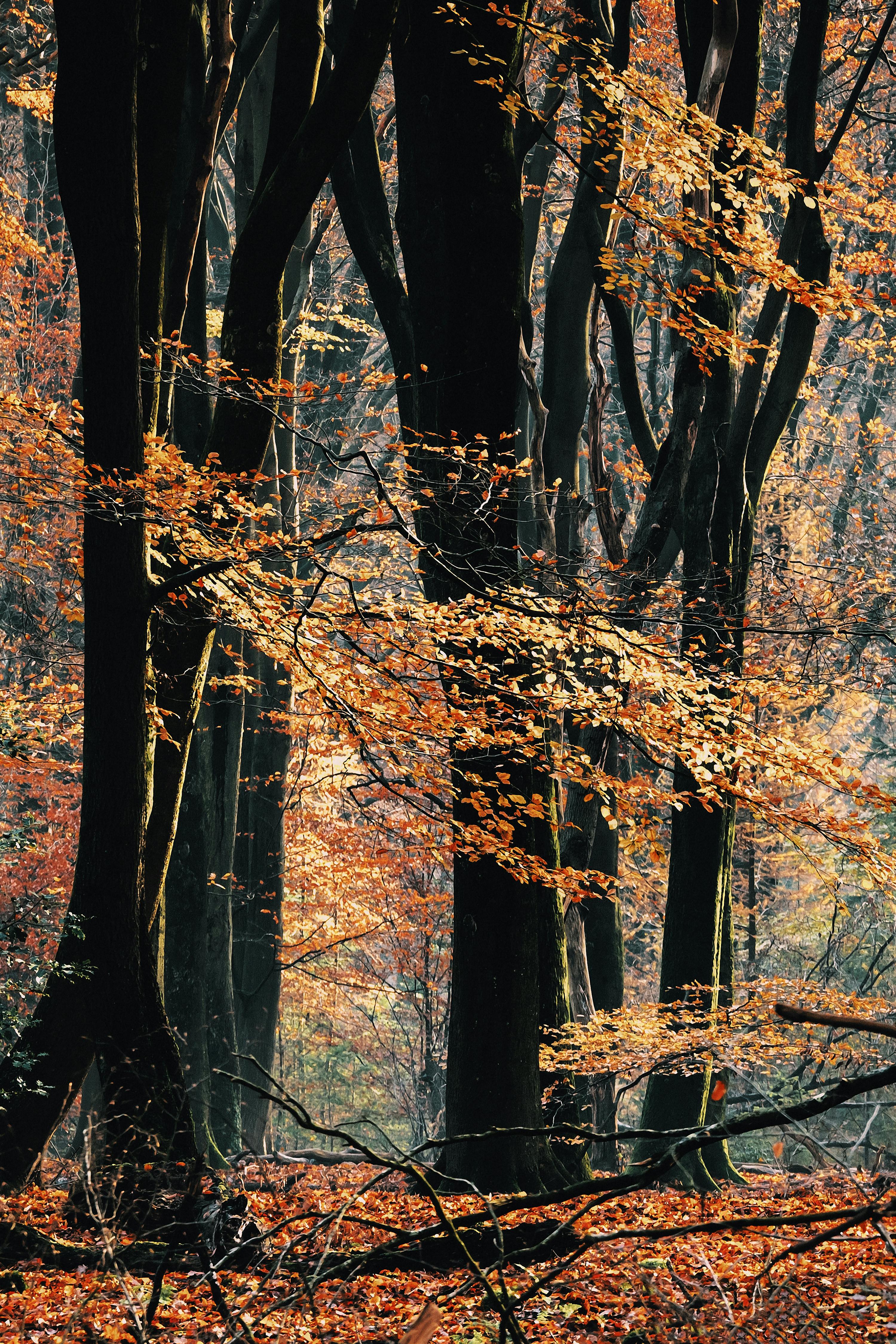 Autumn Trees · Free Stock Photo