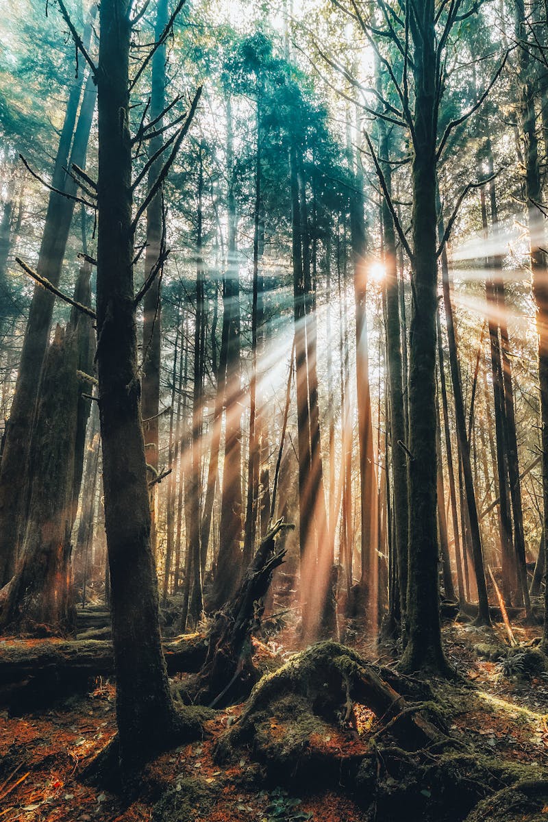 Sunlight Through Trees With Light Rays Photos, Download The BEST Free ...
