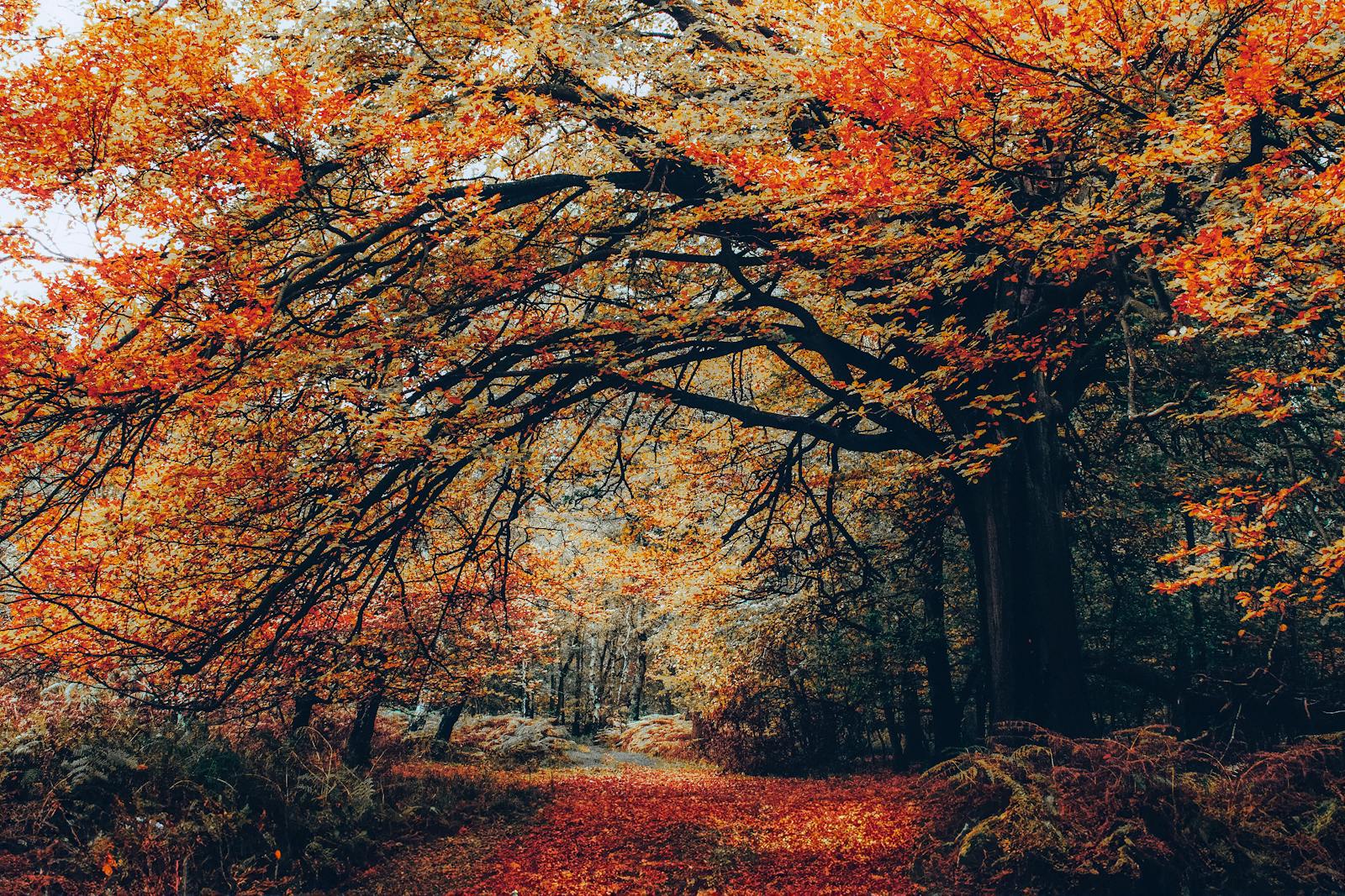 November Scenery Photos, Download The BEST Free November Scenery Stock ...