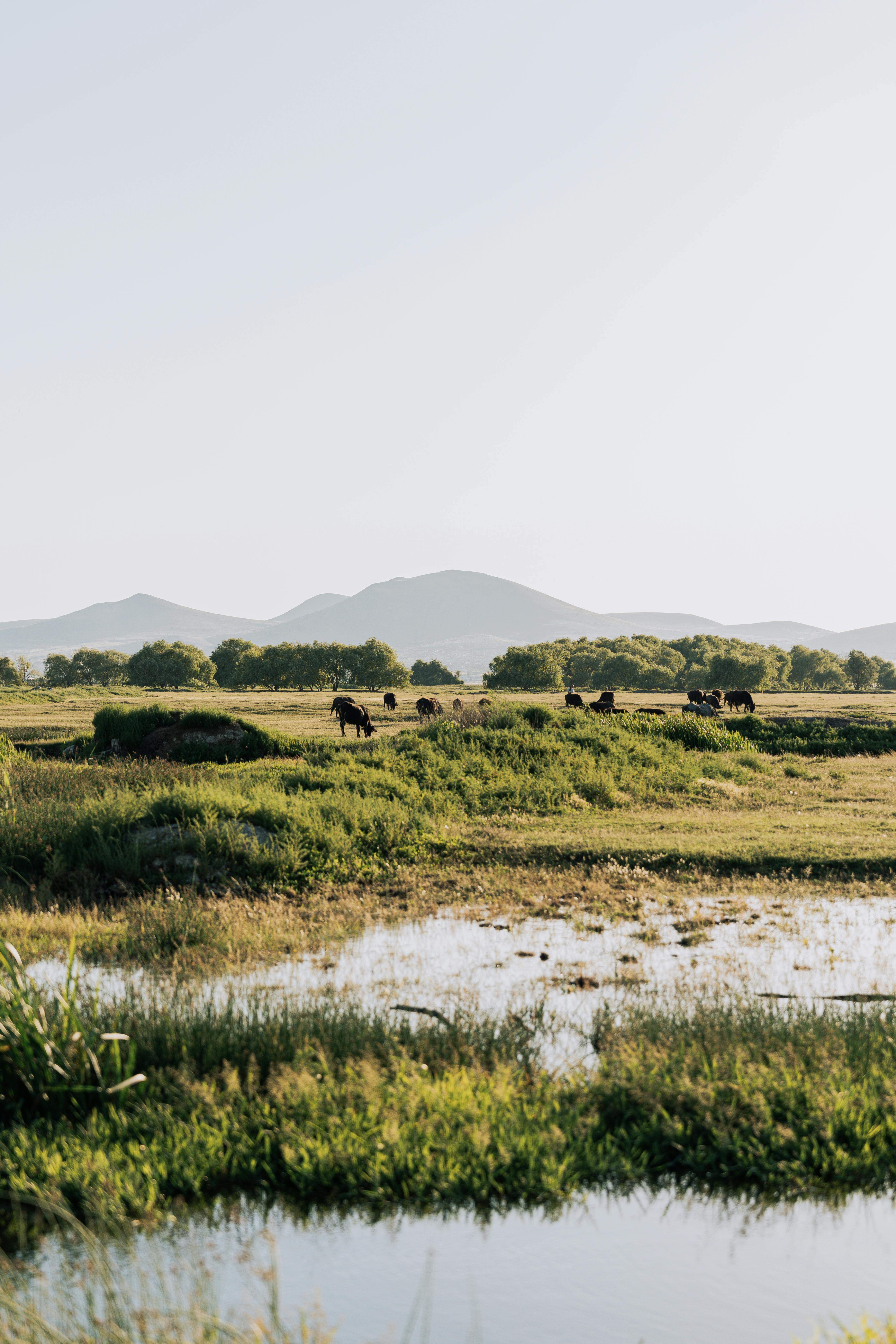 Peaceful Pasture Landscape with Grazing Cattle · Free Stock Photo