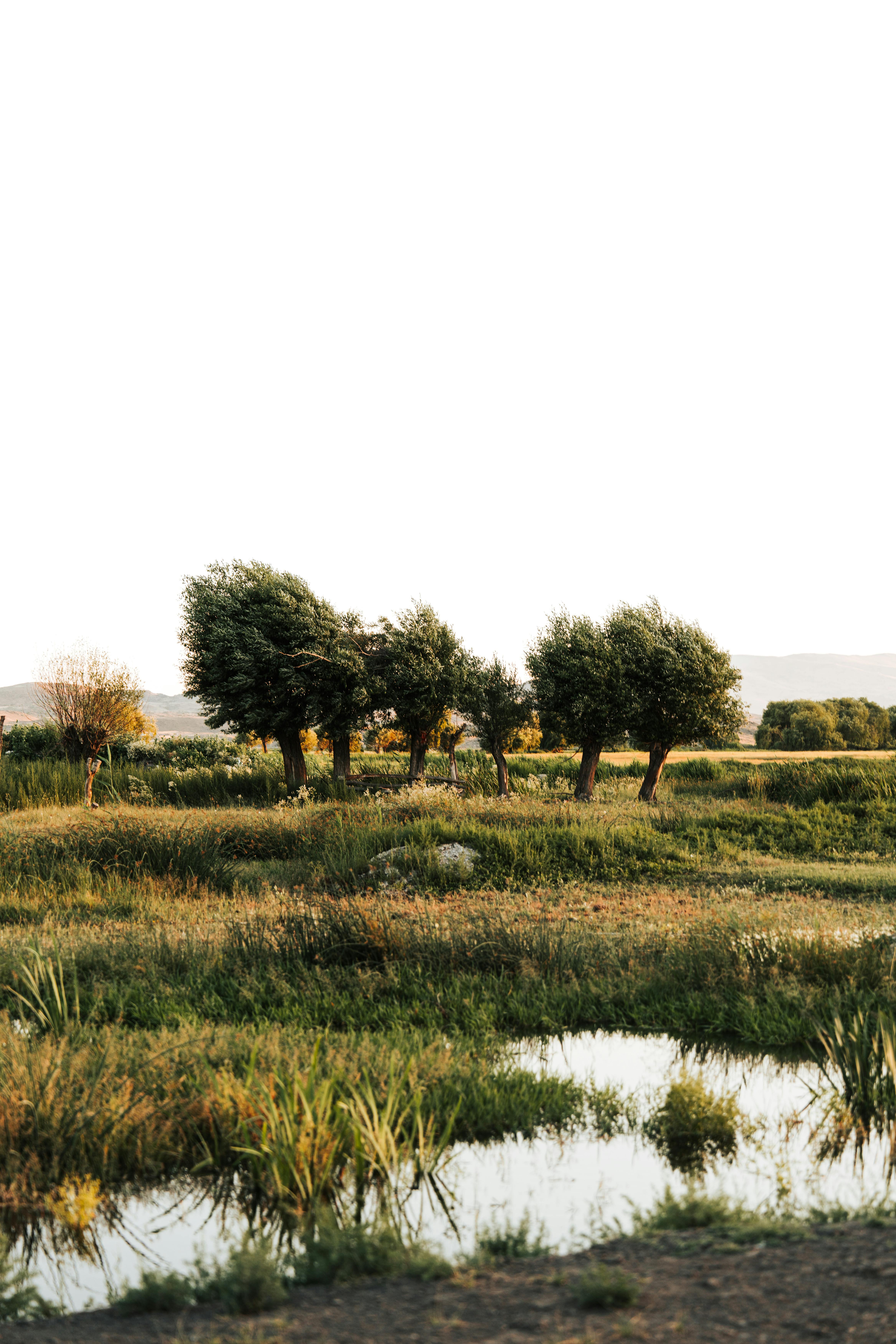 Scenic View of Lush Green Landscape with Trees · Free Stock Photo