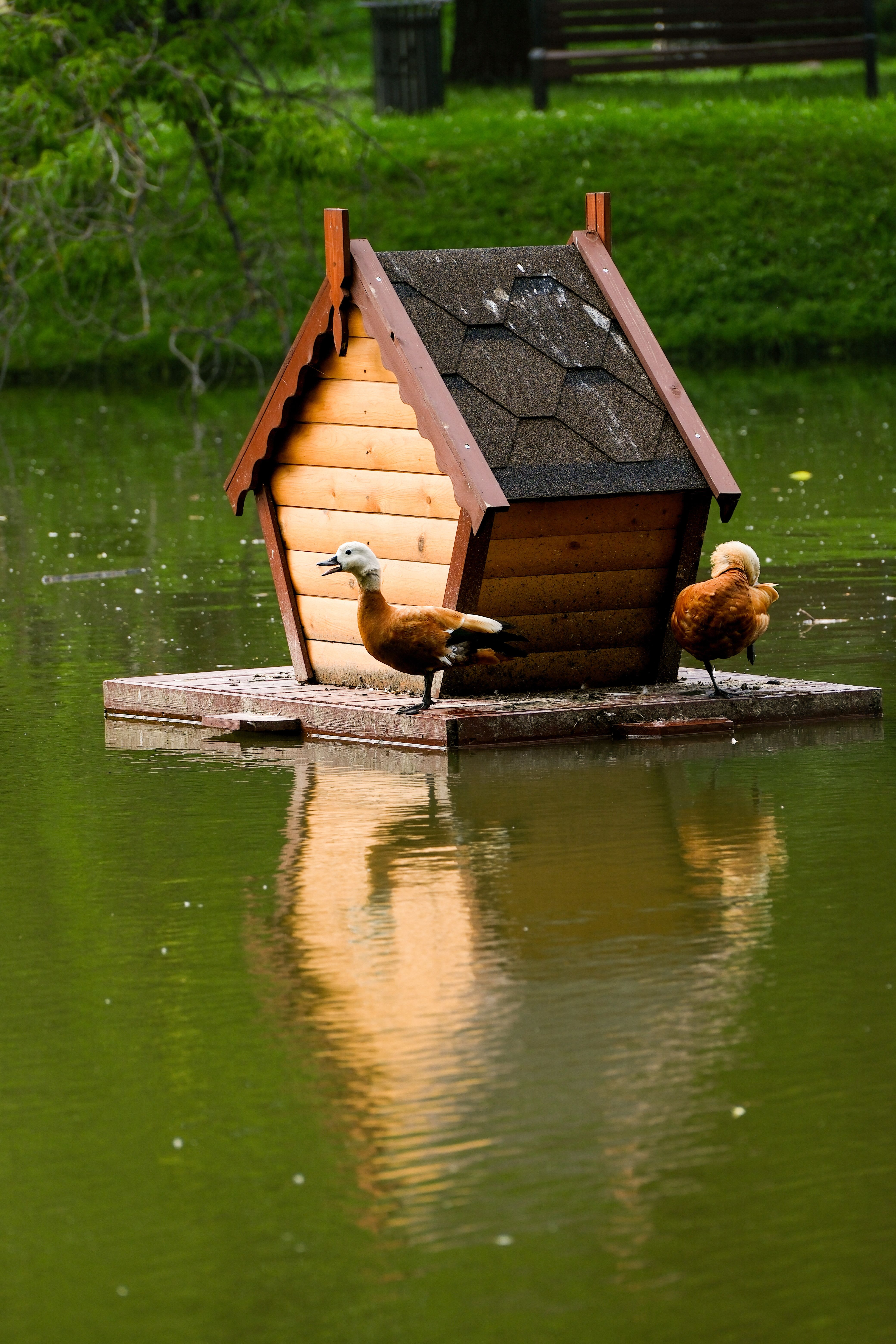Ducks by a Floating House in Moscow Park · Free Stock Photo