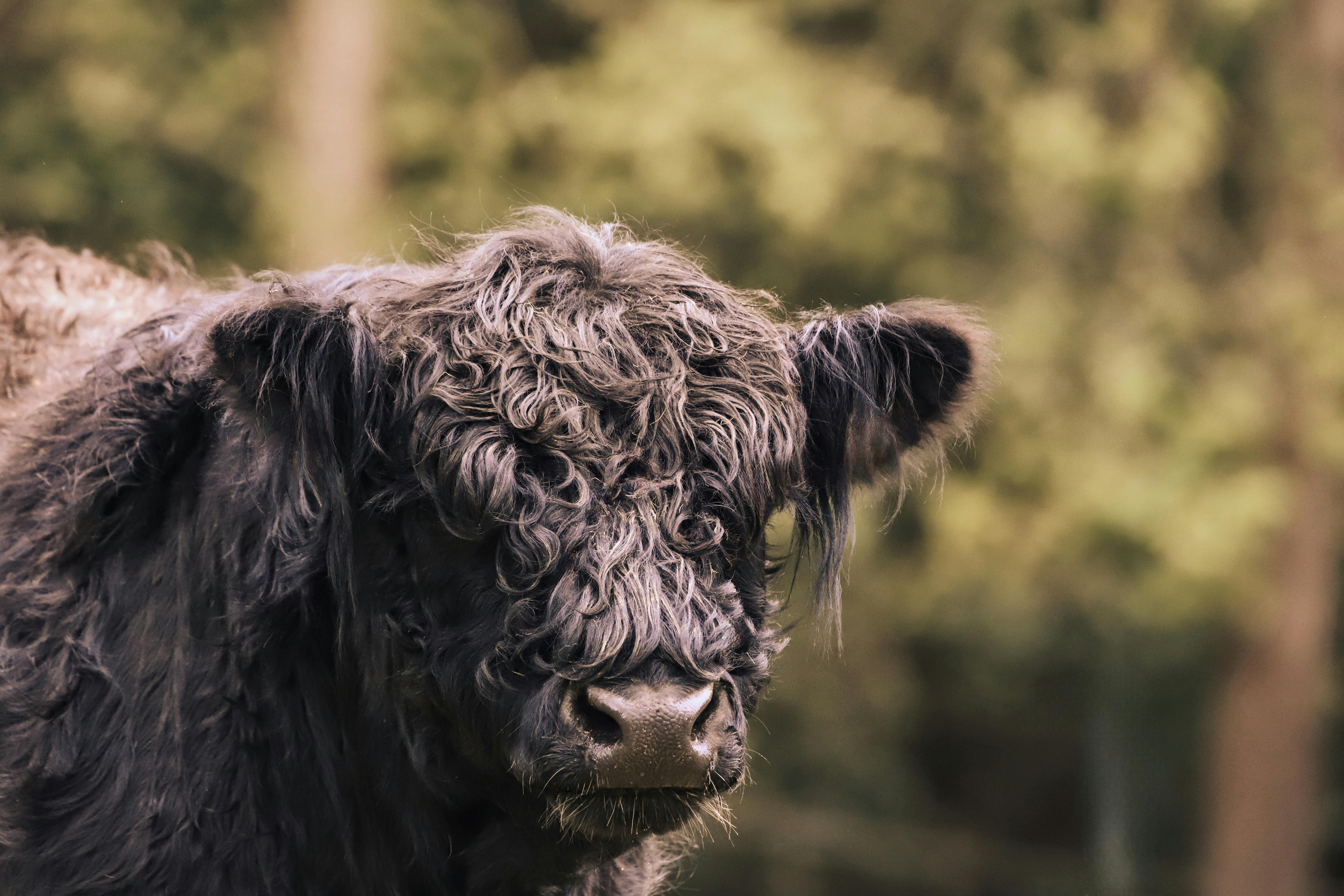 Curly Highland Cow in Pastoral Setting · Free Stock Photo